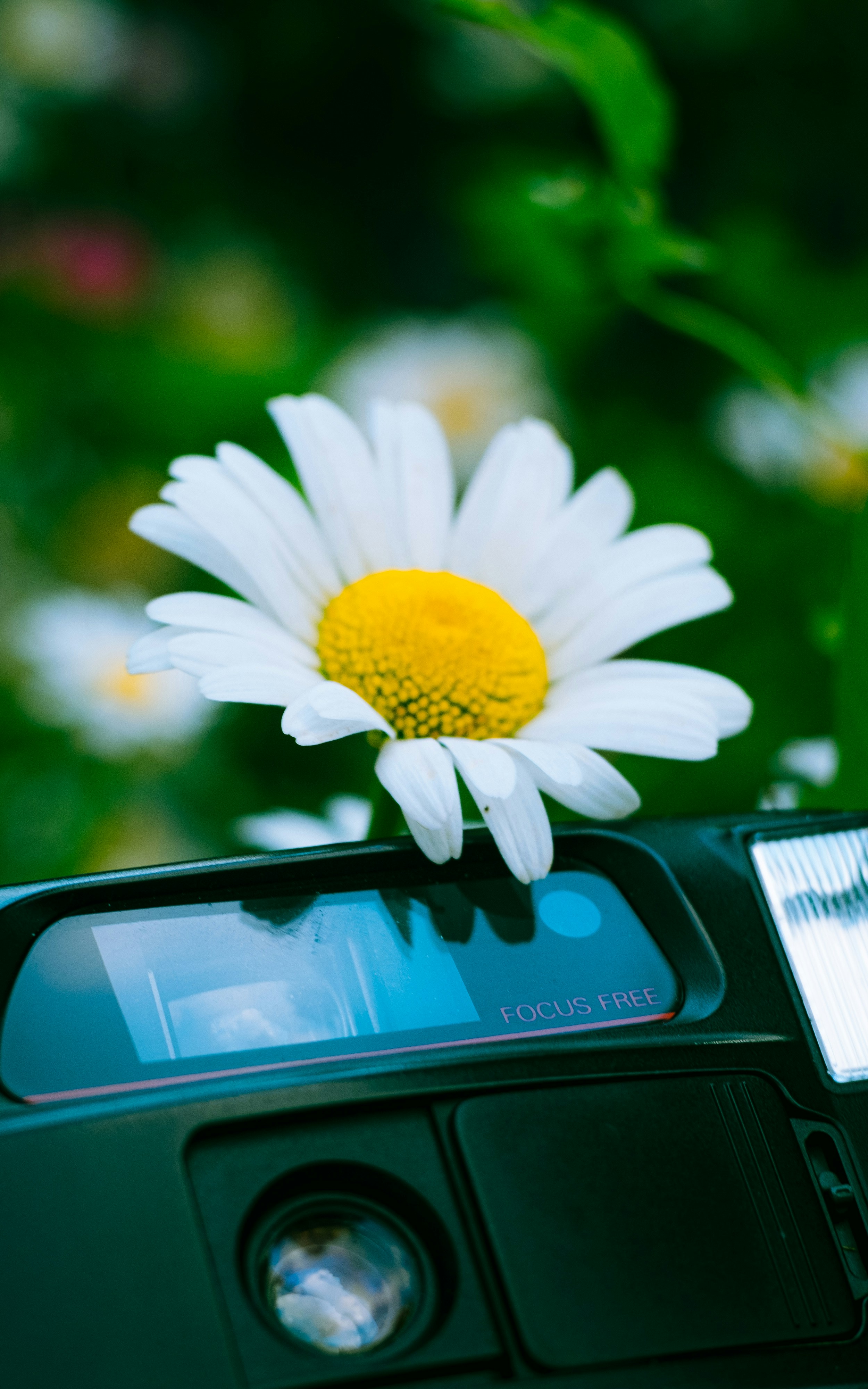 Daisy Over the Frame: A Garden Bloom Paired with a Vintage Camera