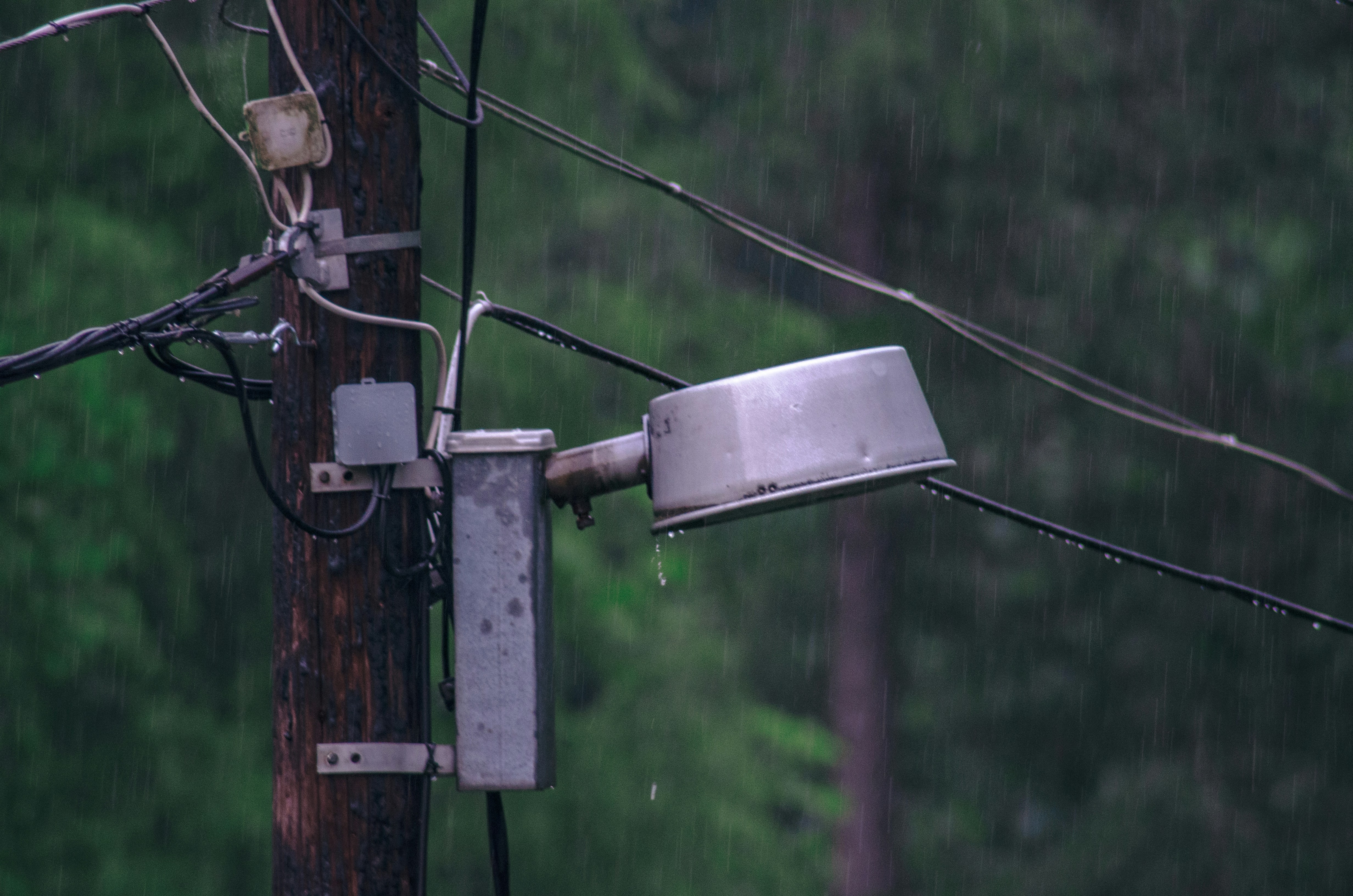 Pole Guardian in the Rain: A Weathered Transformer Among Pines