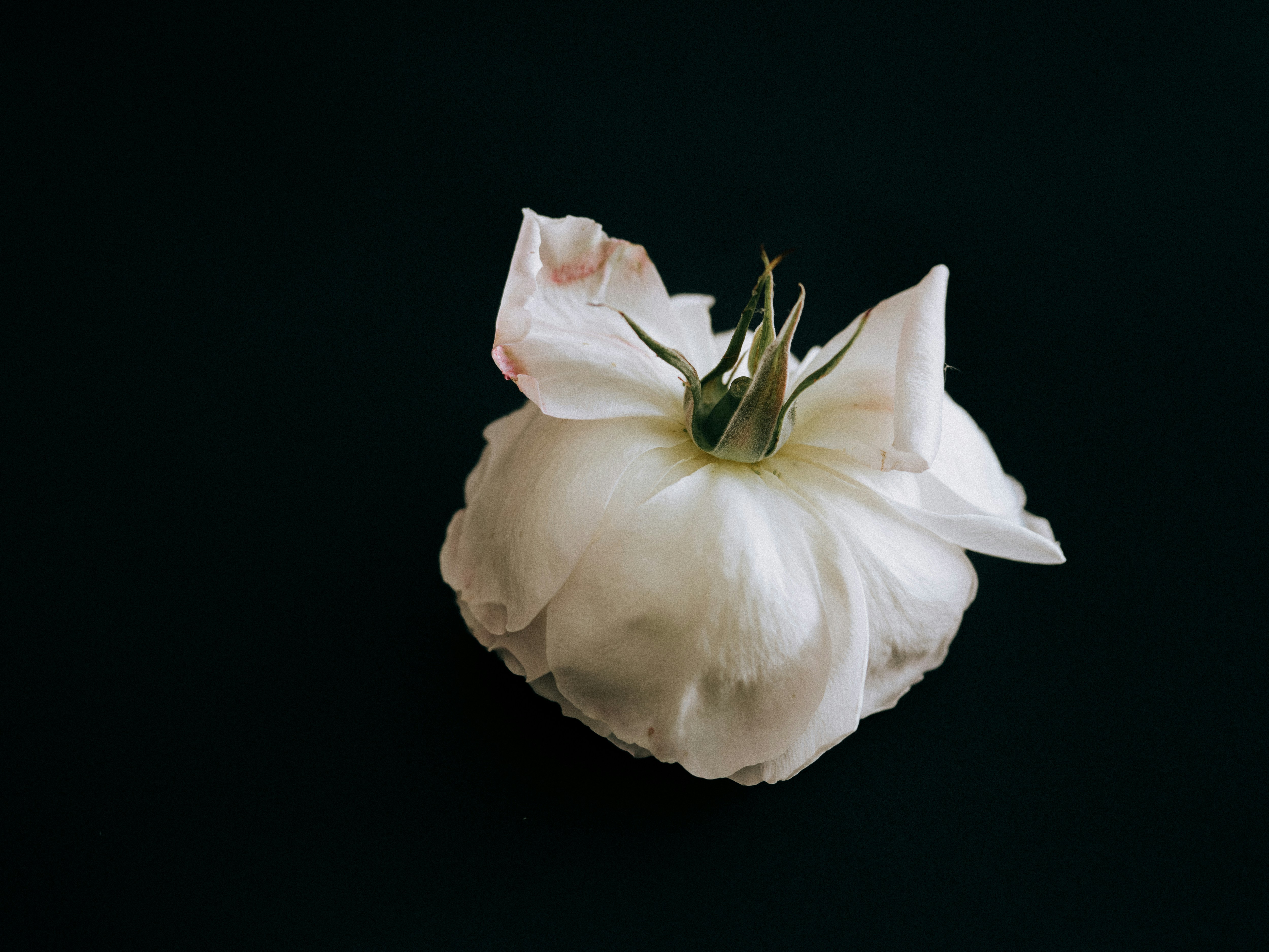 Delicate white flower with soft petals and green sepals resting on a dark background.