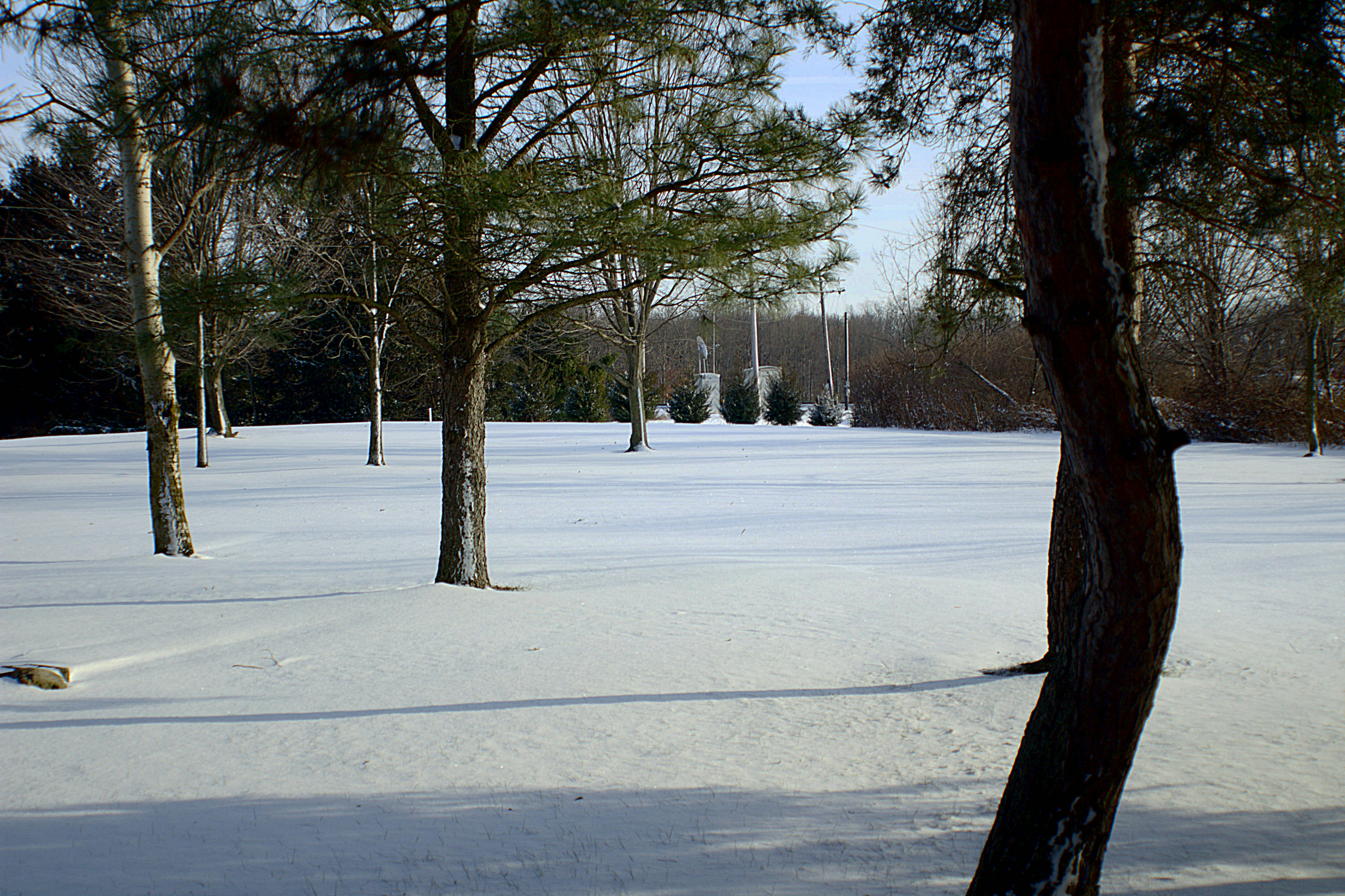 Snow blankets a serene landscape dotted with trees, capturing the quiet beauty of winter's embrace.
