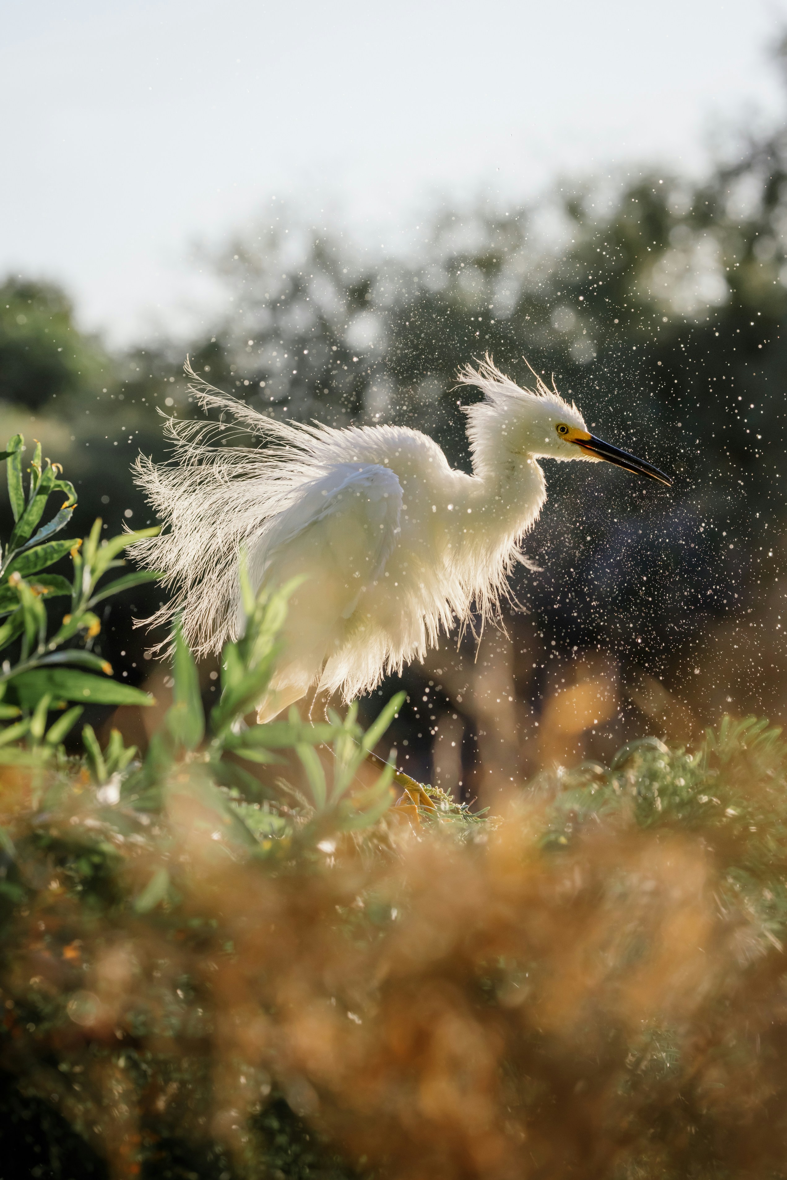 Feathered Sprinter: A White Heron in Mid- Spritz