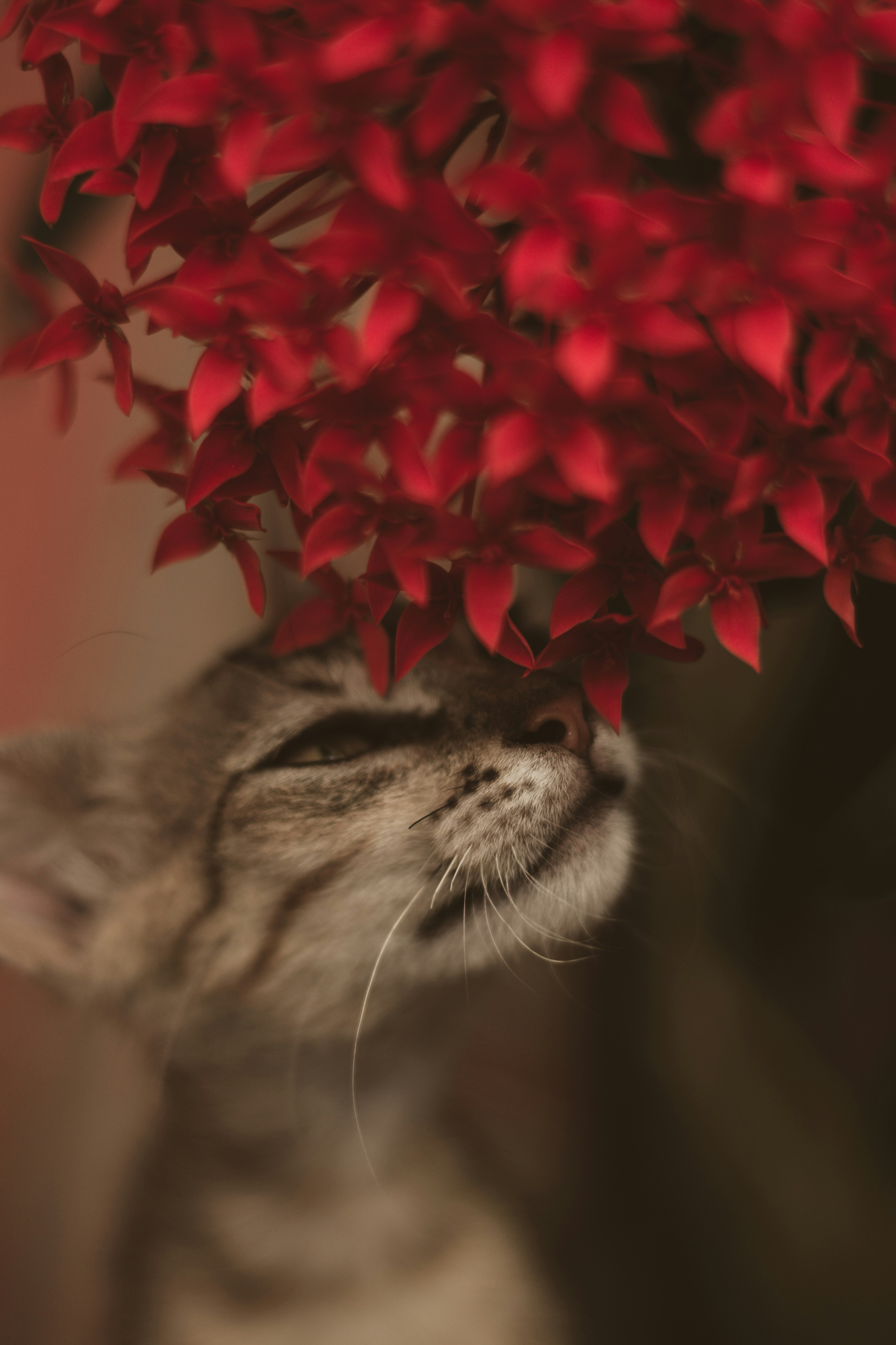 A playful tabby cat nuzzles against vibrant red flowers, creating a charming interplay of nature and curiosity.