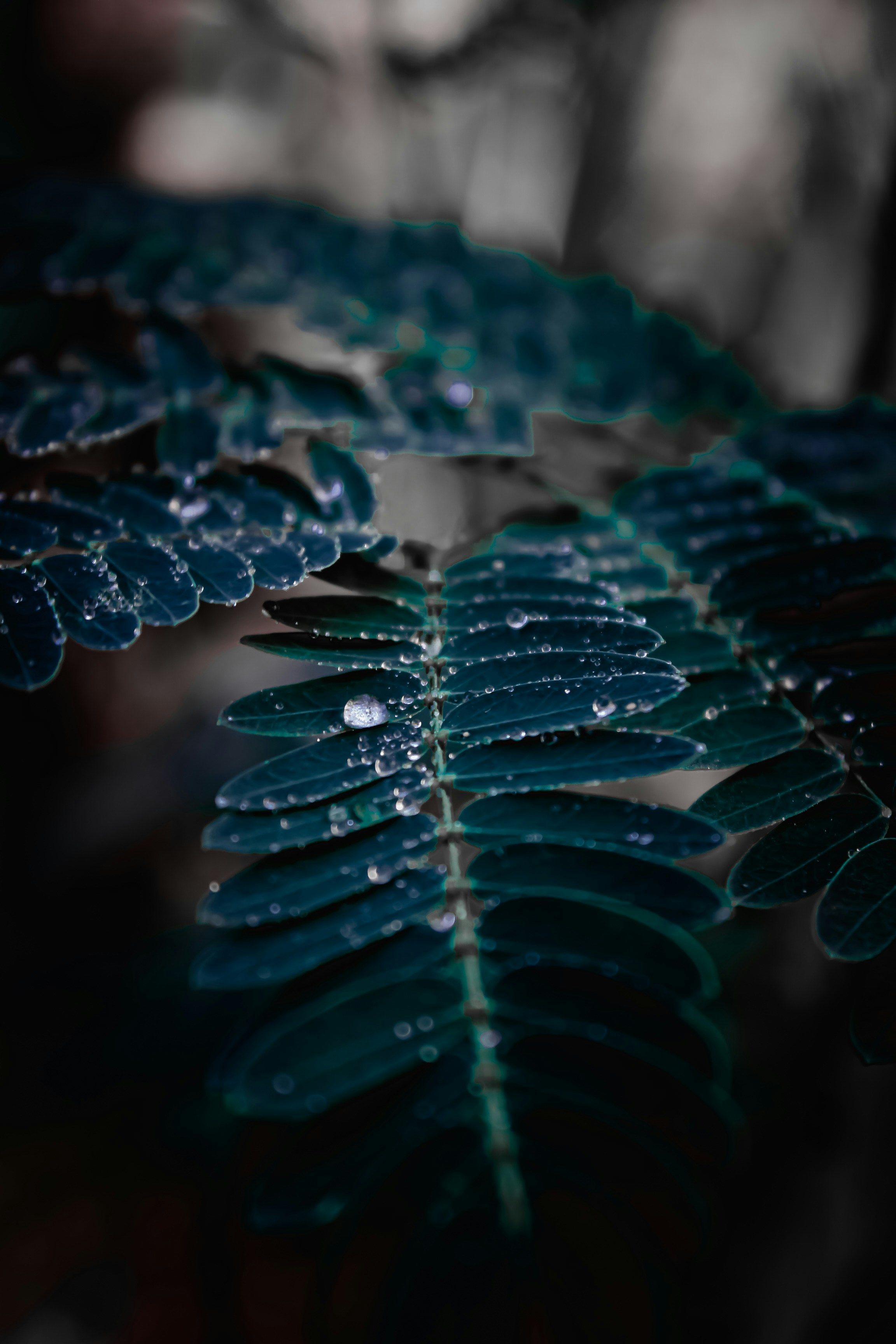 Dew-kissed fern fronds in moody monochrome tones