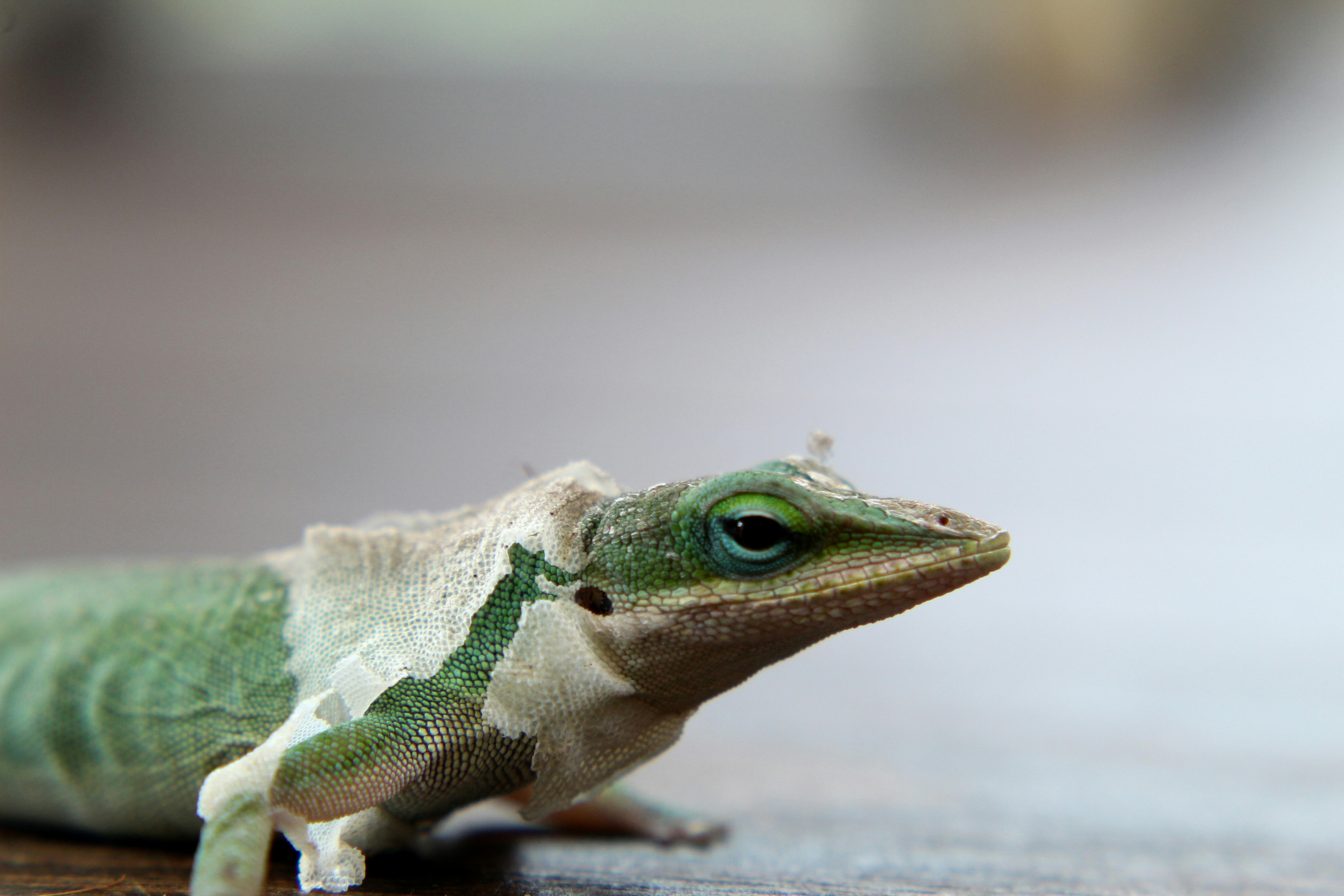 Green and white lizard on gray concrete floor photo – Free Lizard Image ...