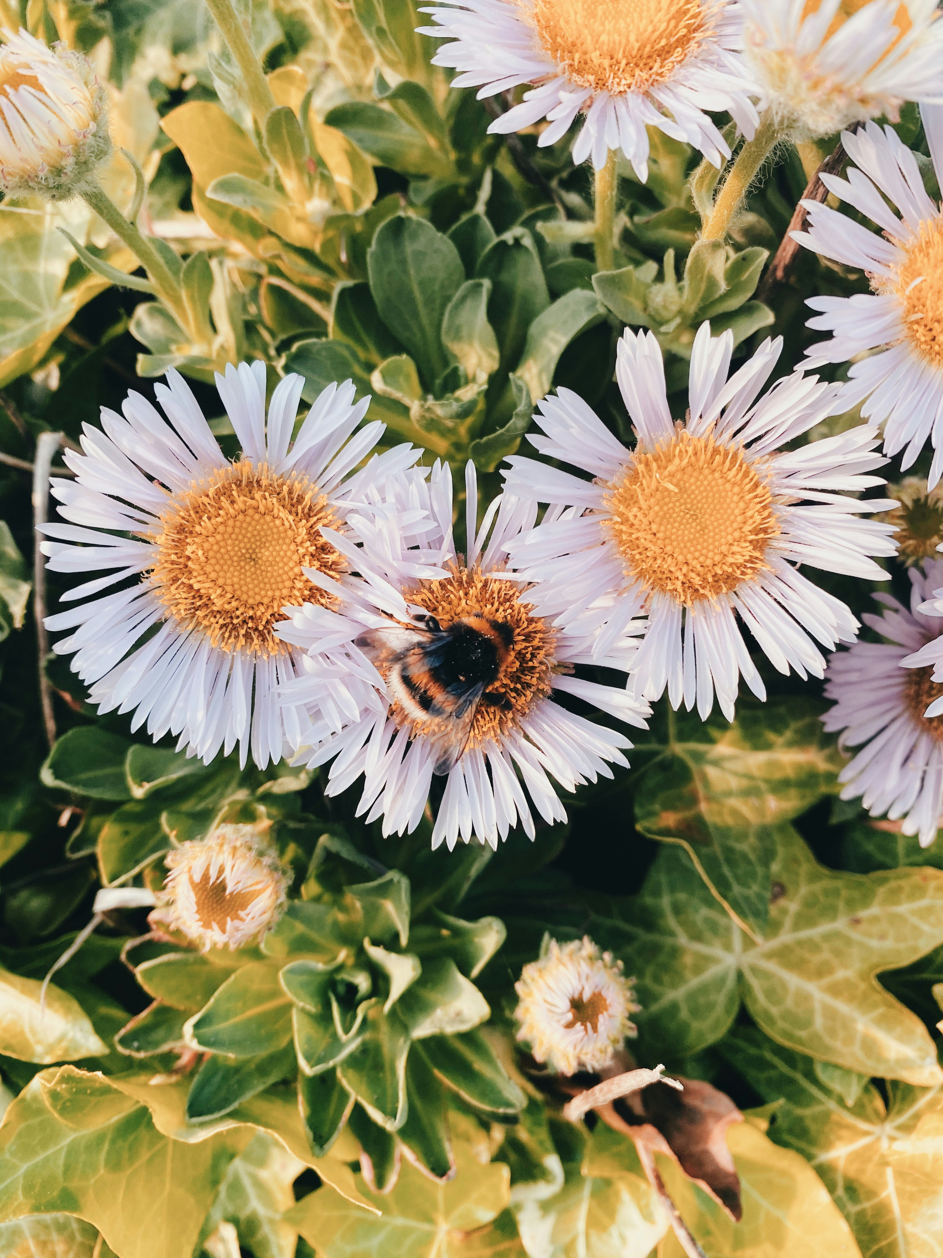 Bee at the Centered Bloom: A Close-Up of Daisy-Like Flowers