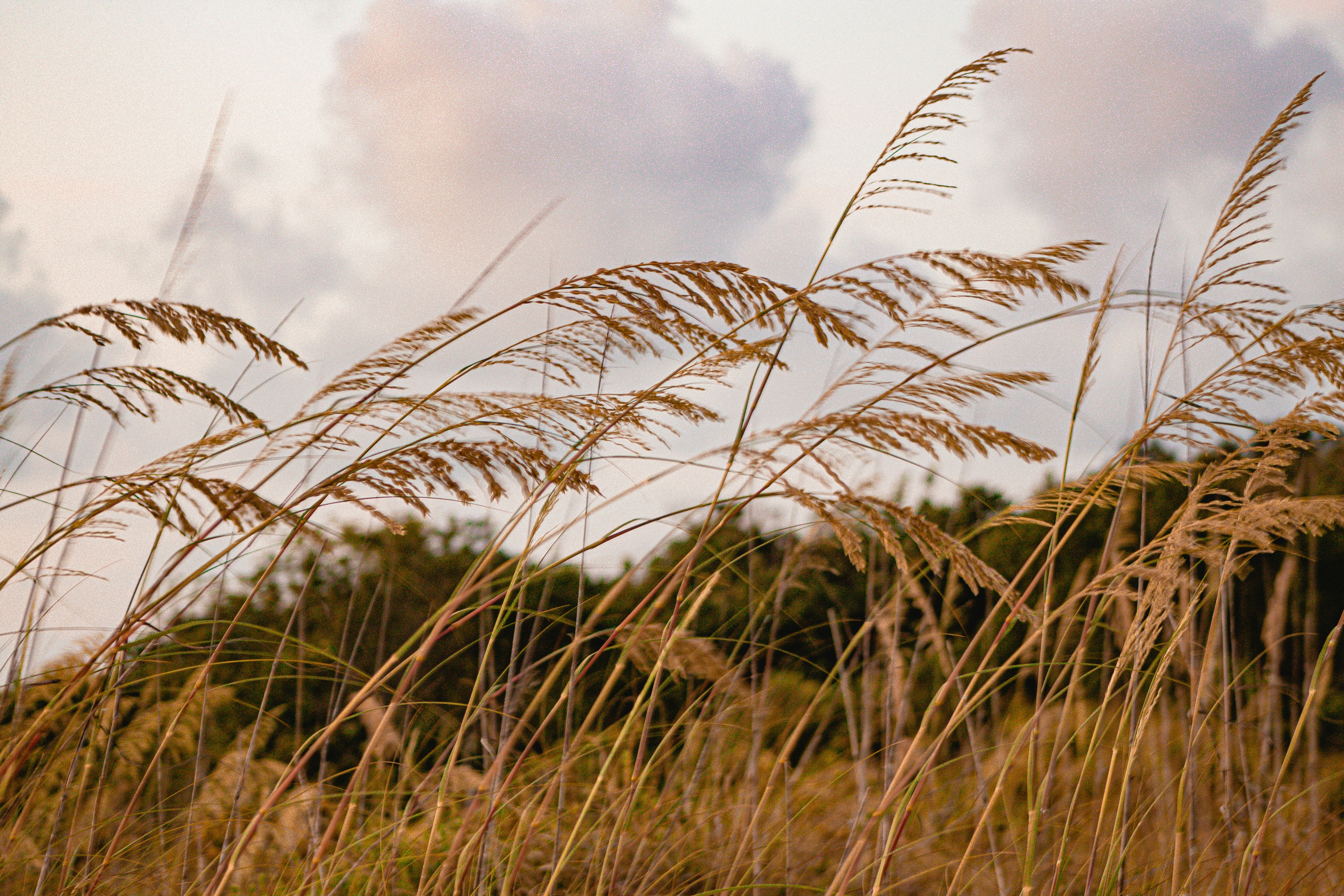 Amber Tufts in the Wind at Dusk