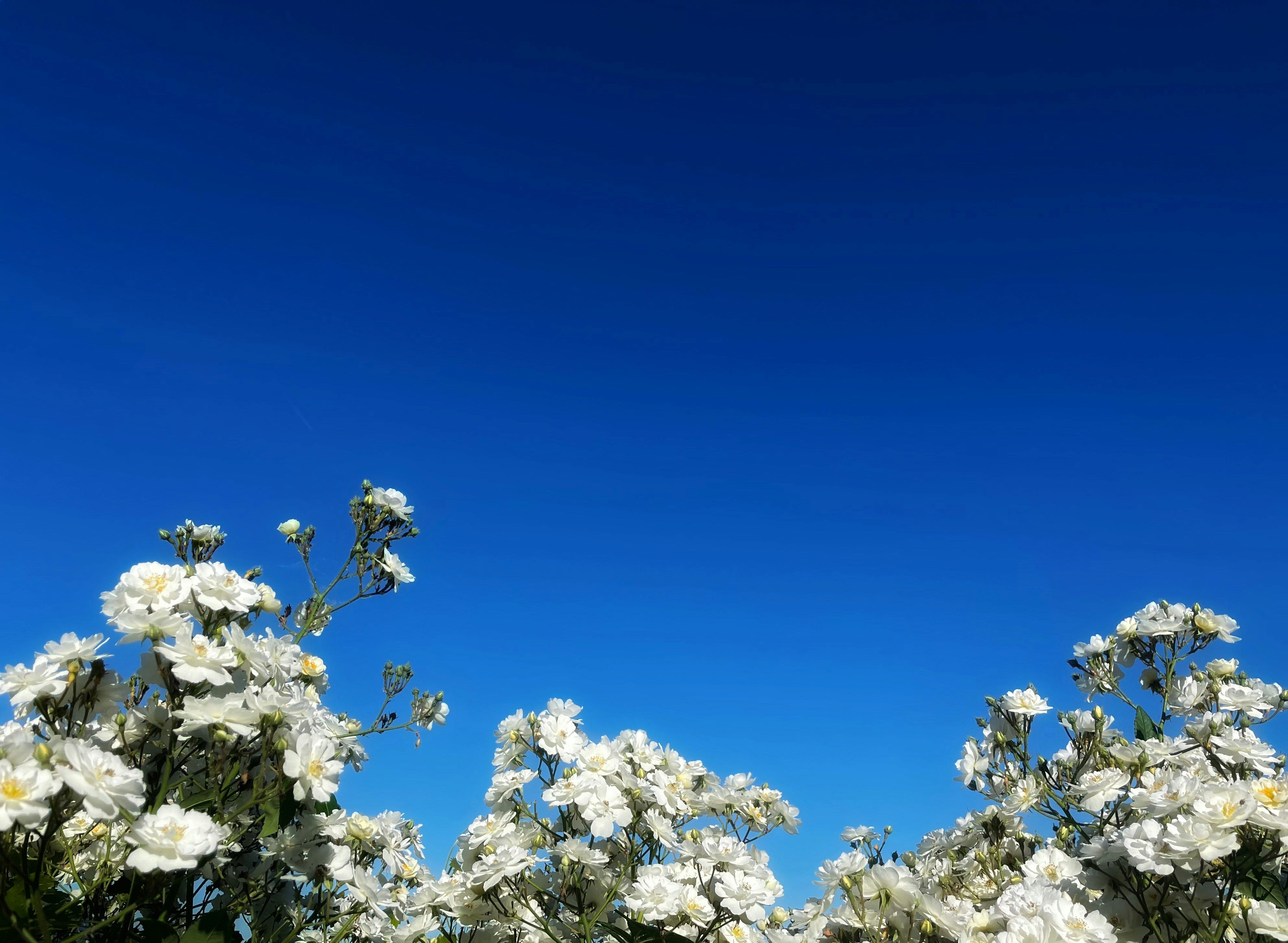 white cherry blossom under blue sky during daytime