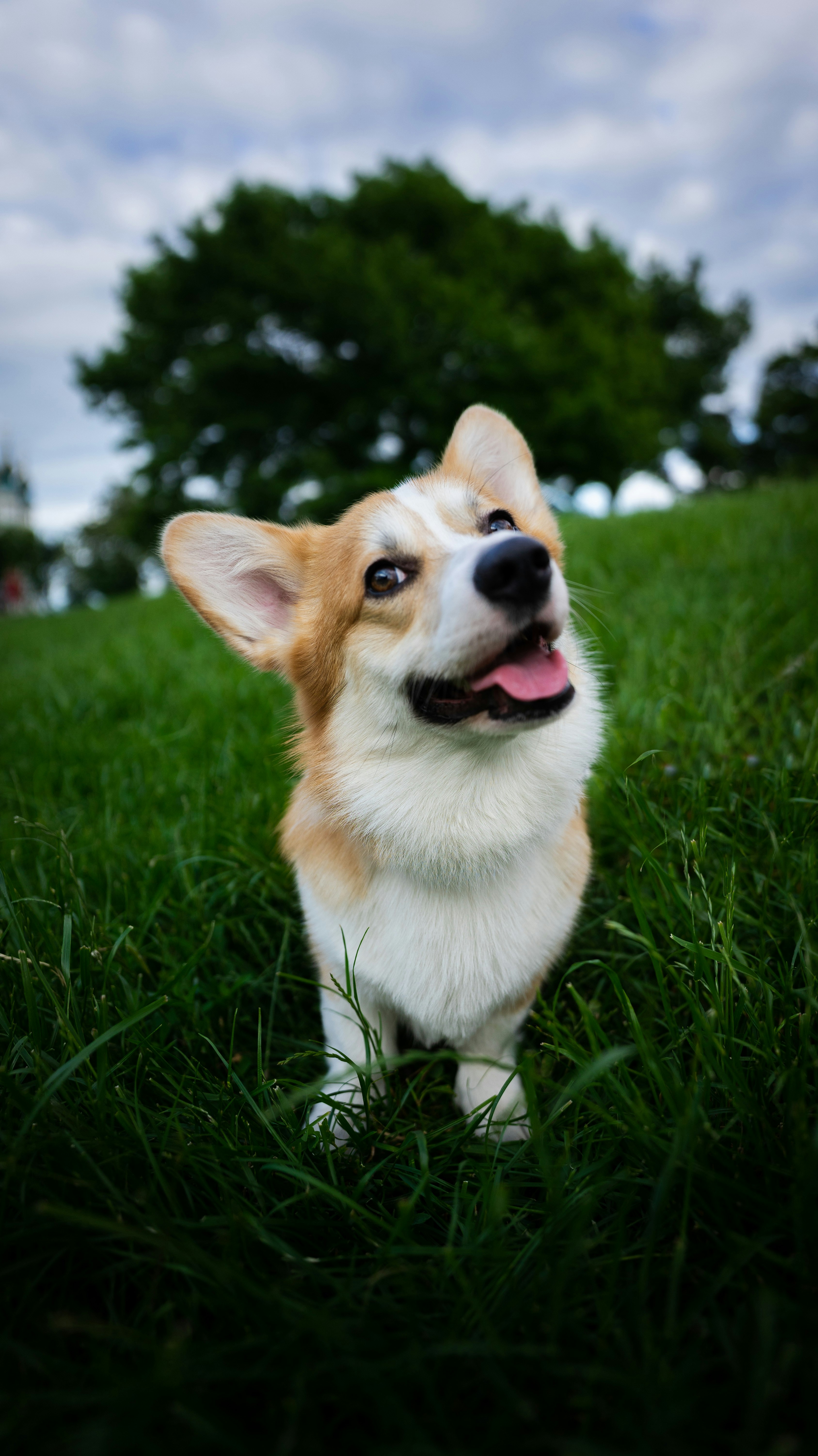 Brown and white corgi puppy on green grass field during daytime photo ...