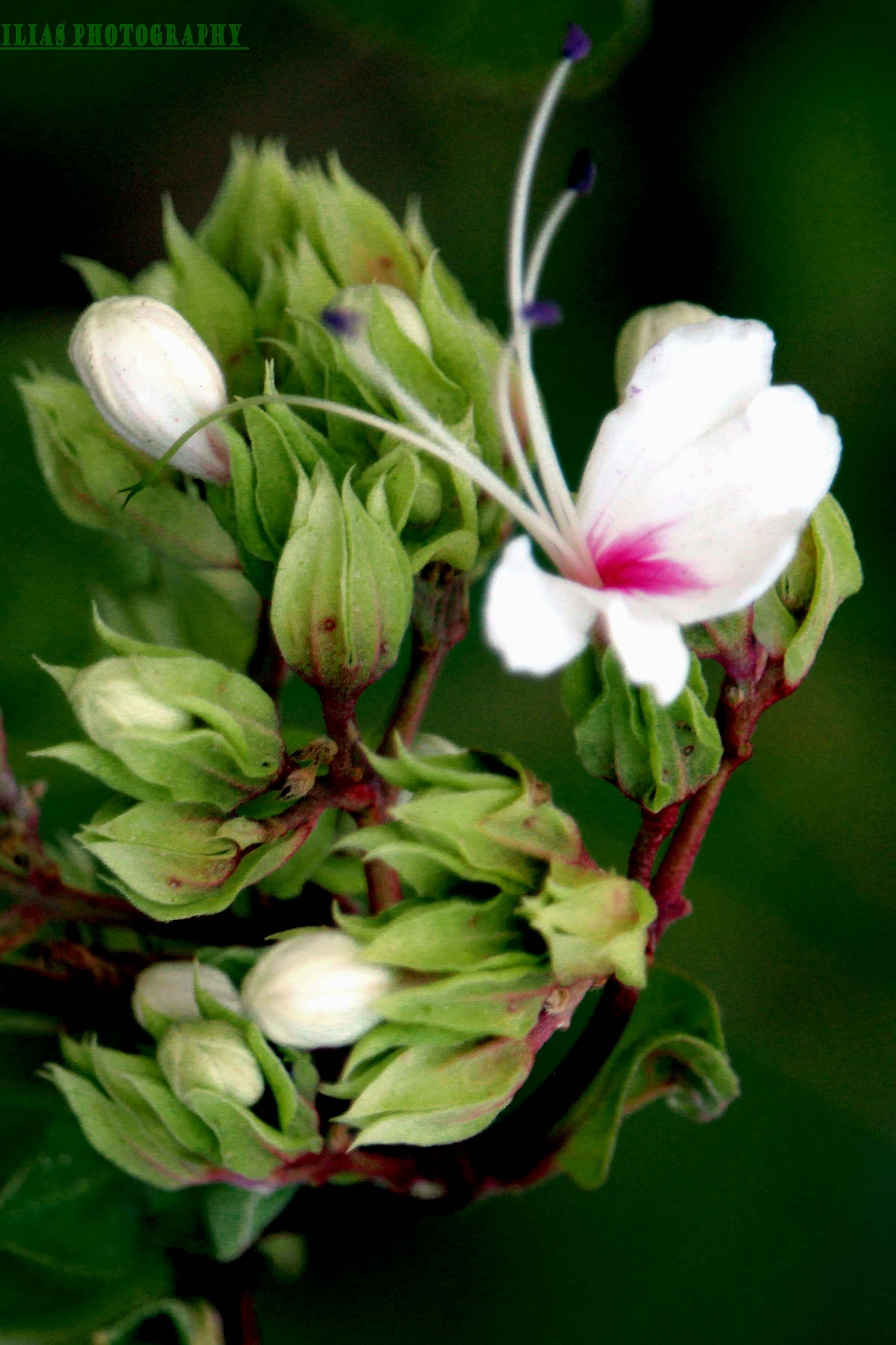 Petal Beacon: White Flower Emerges Amid Green Buds