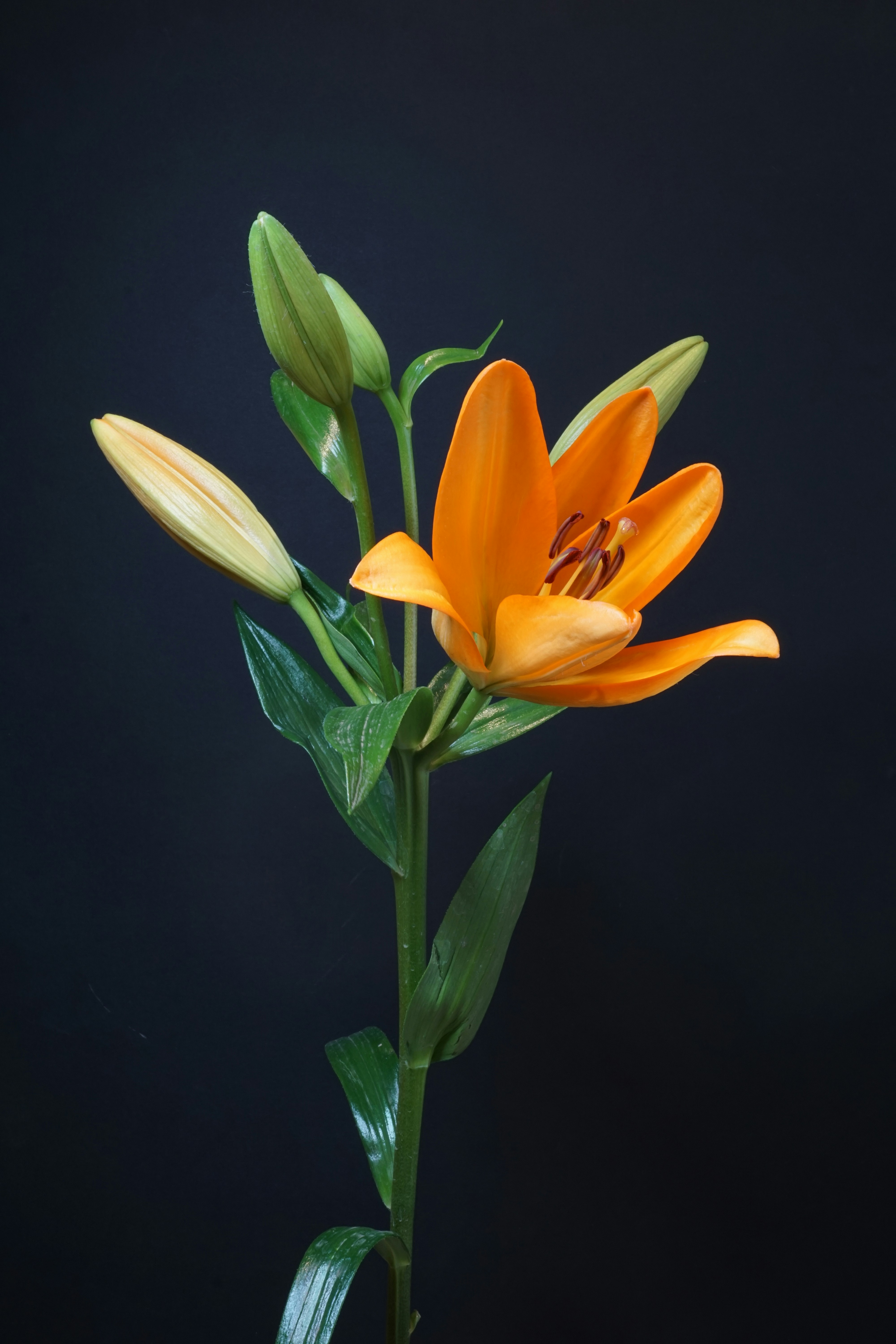 A striking orange lily in full bloom, surrounded by green buds and leaves against a dark backdrop.