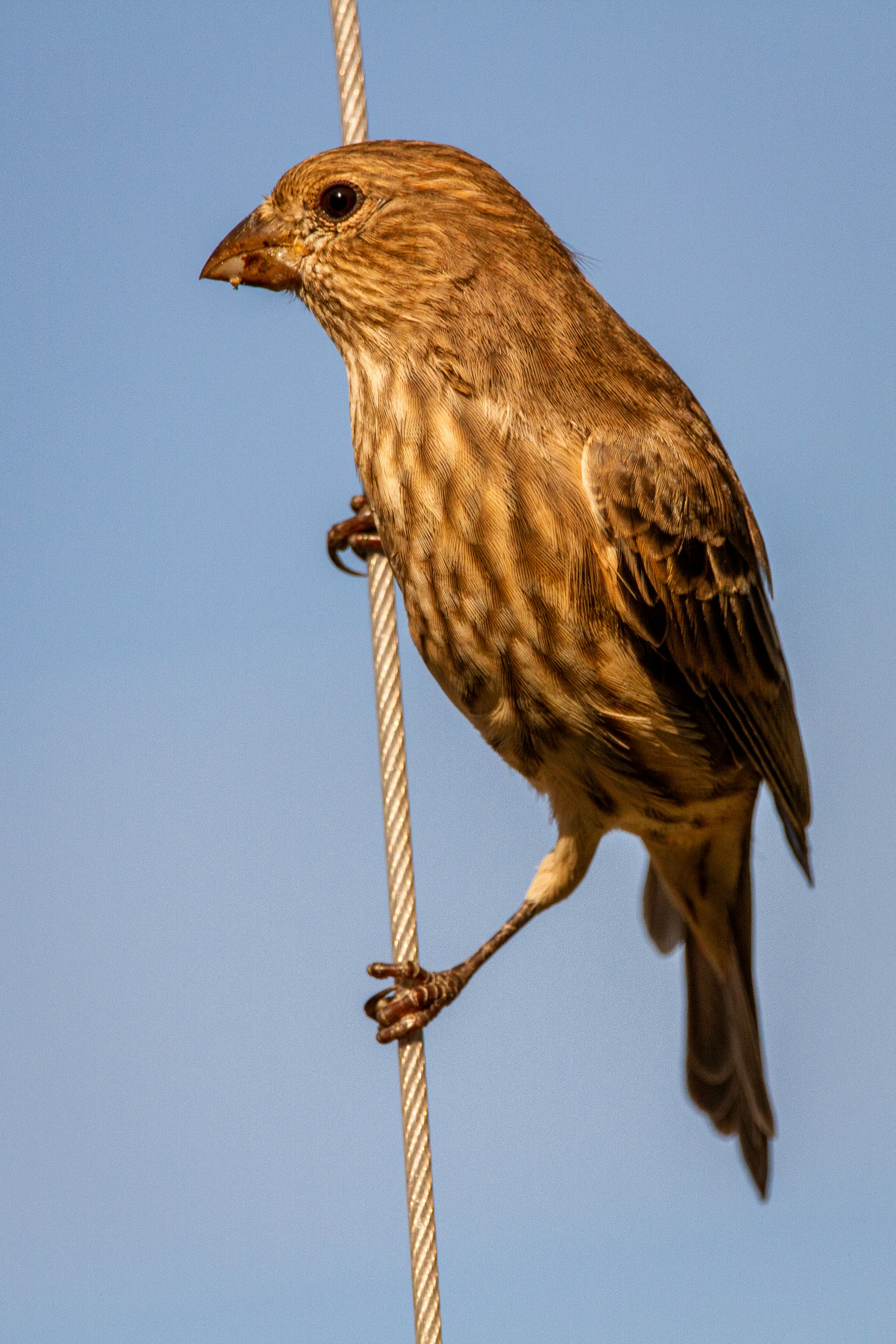 A female house finch hangs on the side of a wire.