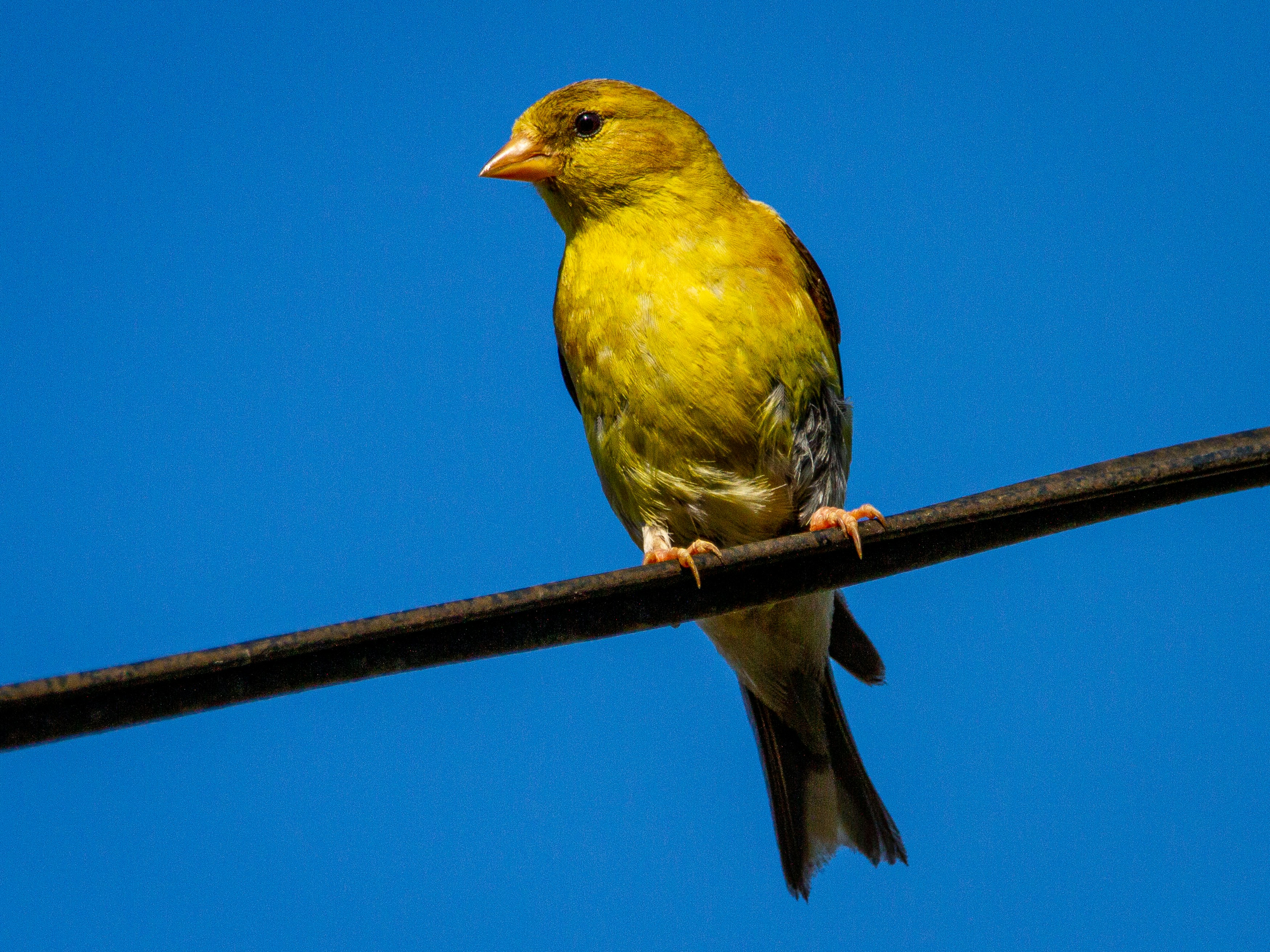 A vibrant yellow bird perched on a wire against a clear blue sky, showcasing its striking plumage and delicate features.