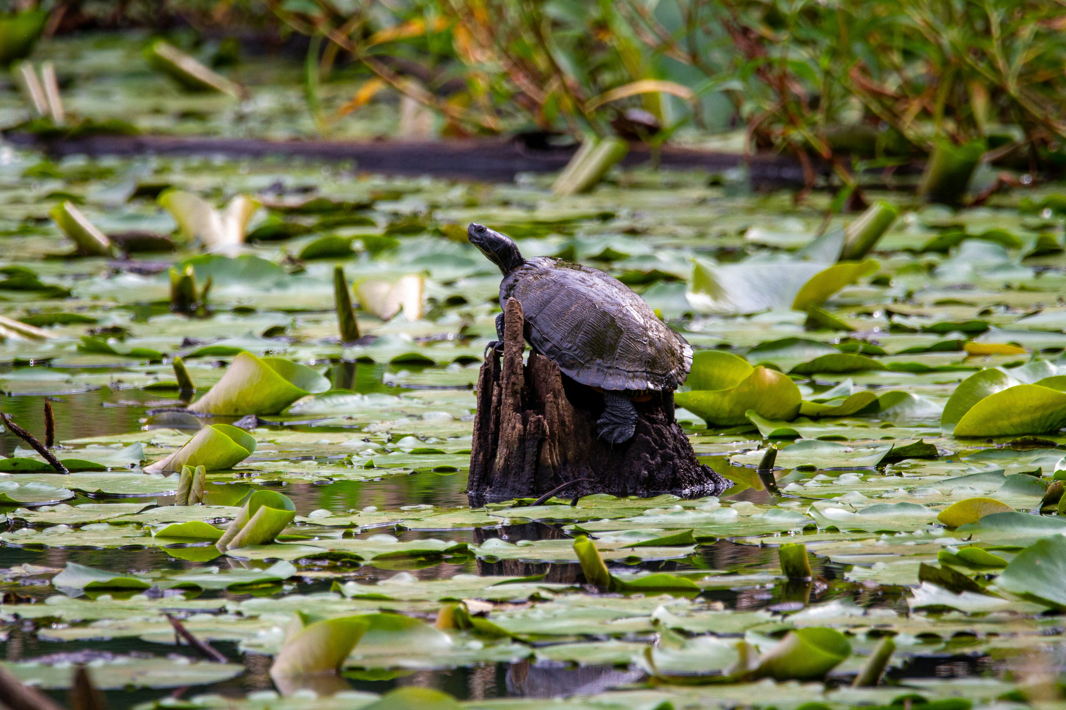A turtle rests atop a weathered stump surrounded by lush green lily pads in a tranquil pond.