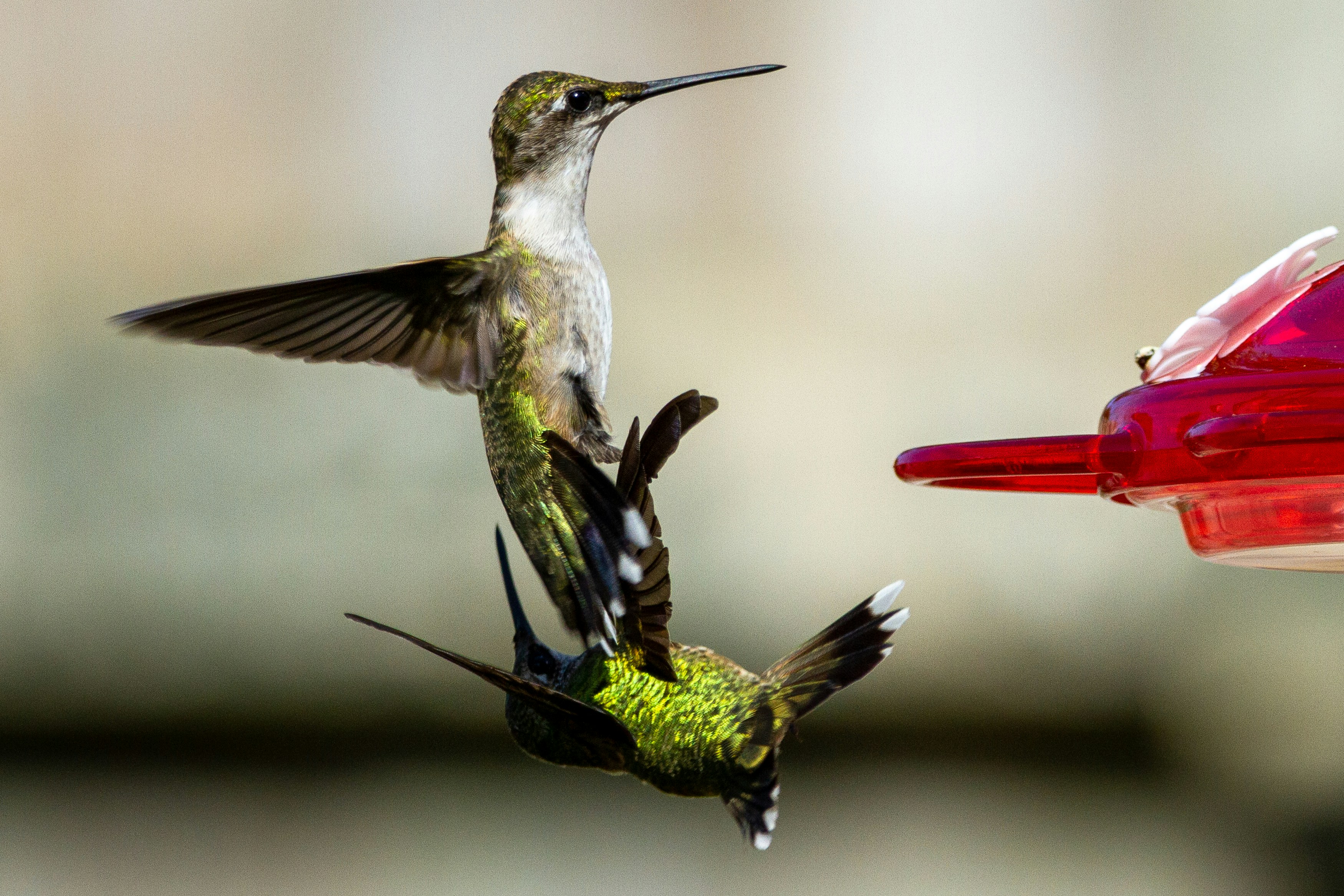 A pair of ruby-throated hummingbirds fight over the feeder.