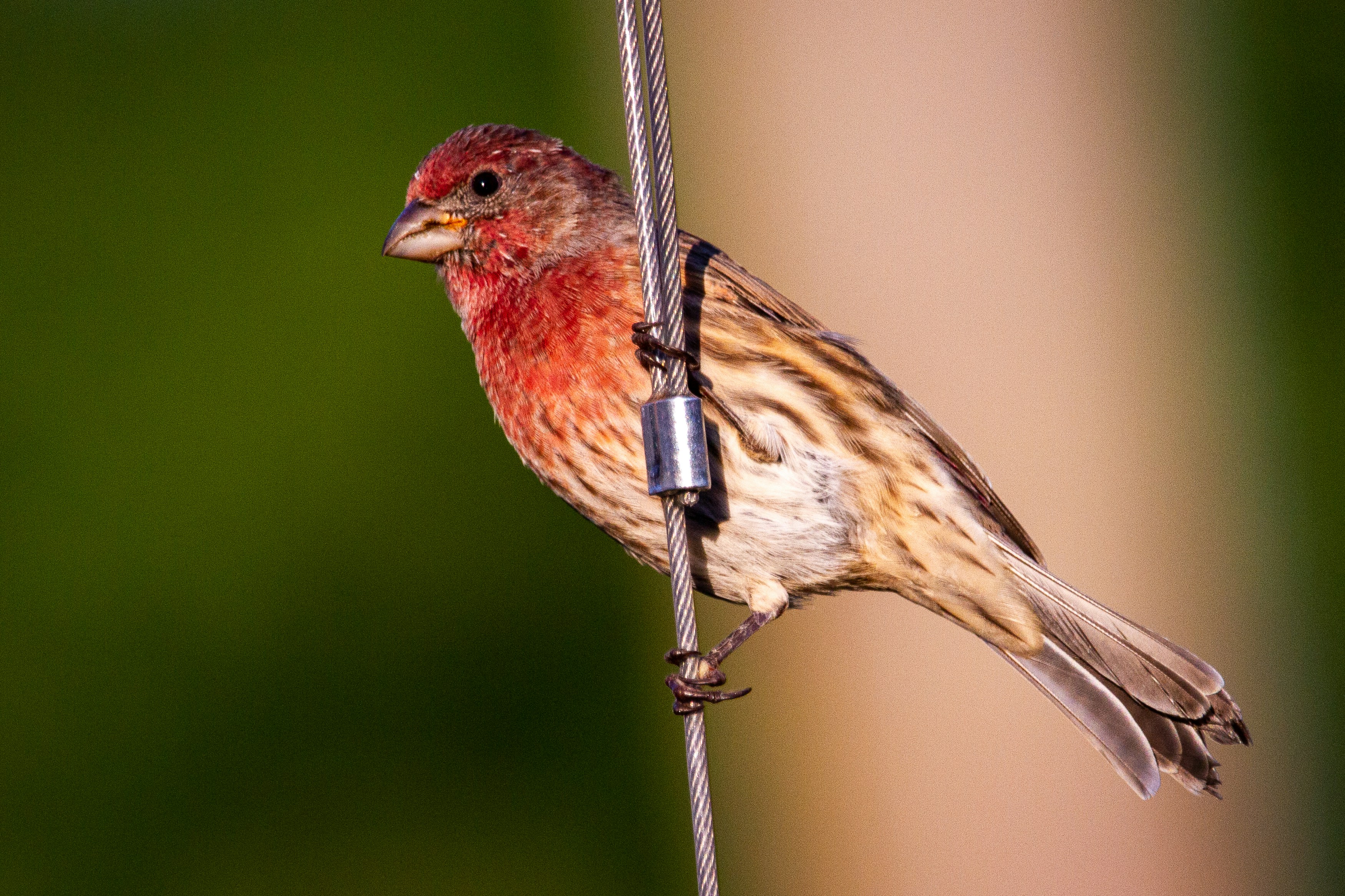 A vibrant house finch clinging to a wire, showcasing its colorful plumage against a softly blurred green background.
