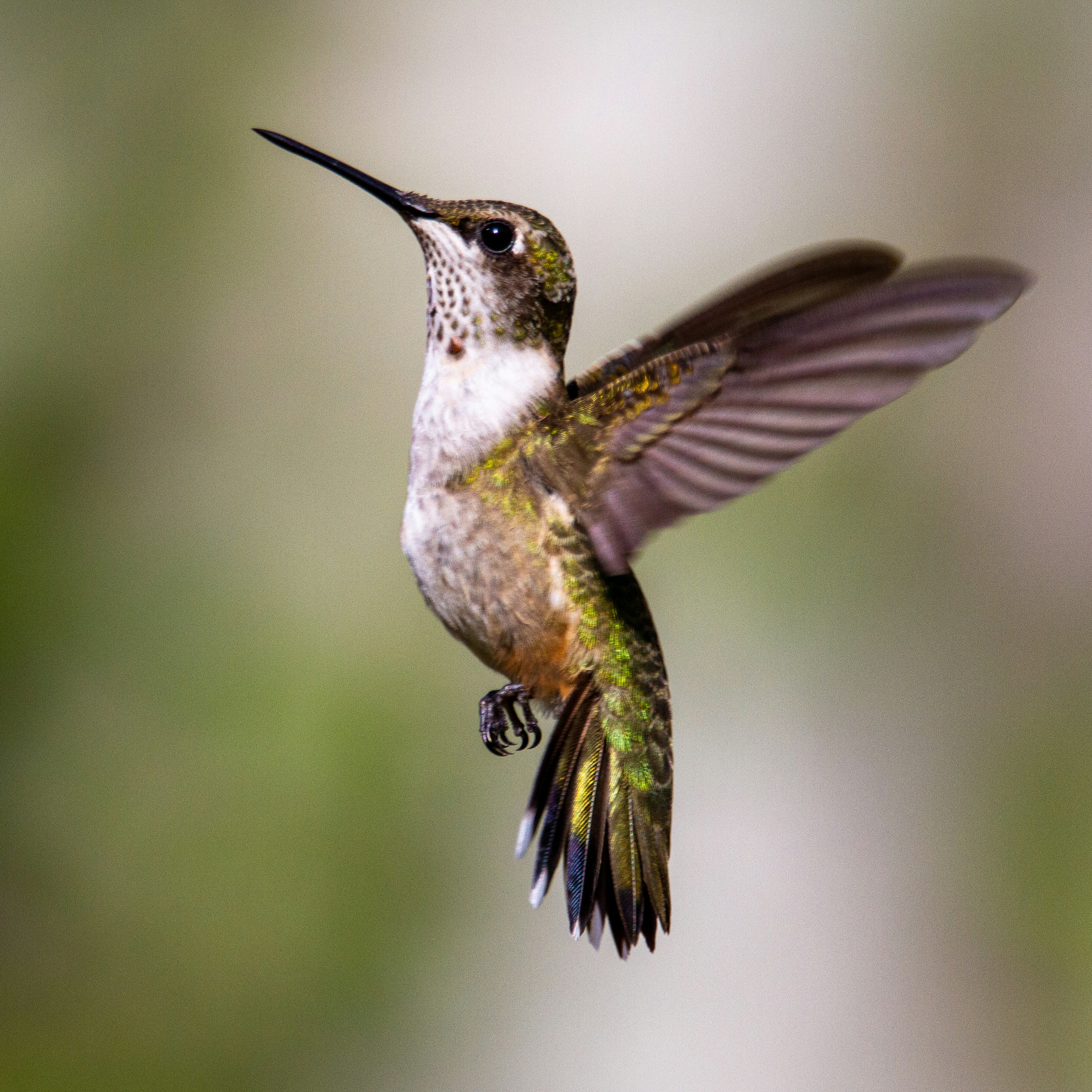 Más de 350 imágenes de colibríes [HD] | Descargar imágenes gratis en ...