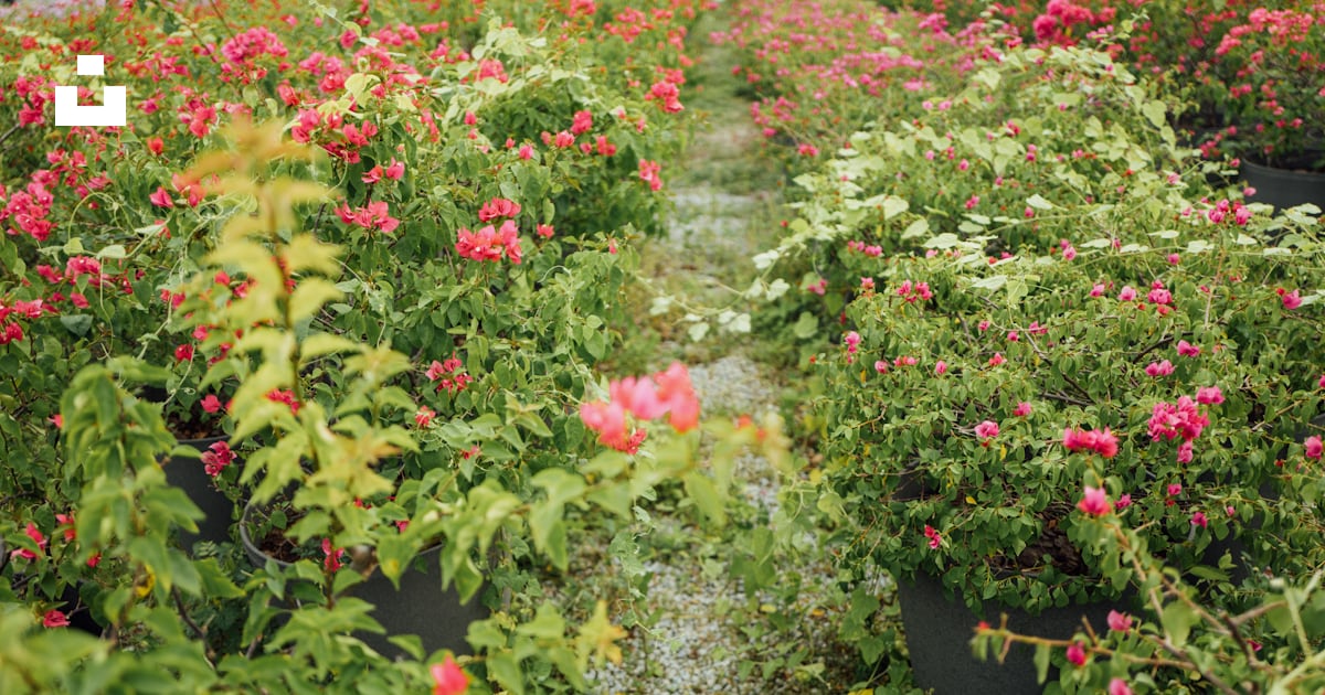 Fleurs rouges et jaunes sur le jardin photo – Image gratuite de Planter ... Fleurs rouges et jaunes sur le jardin photo – Image gratuite de Planter ...