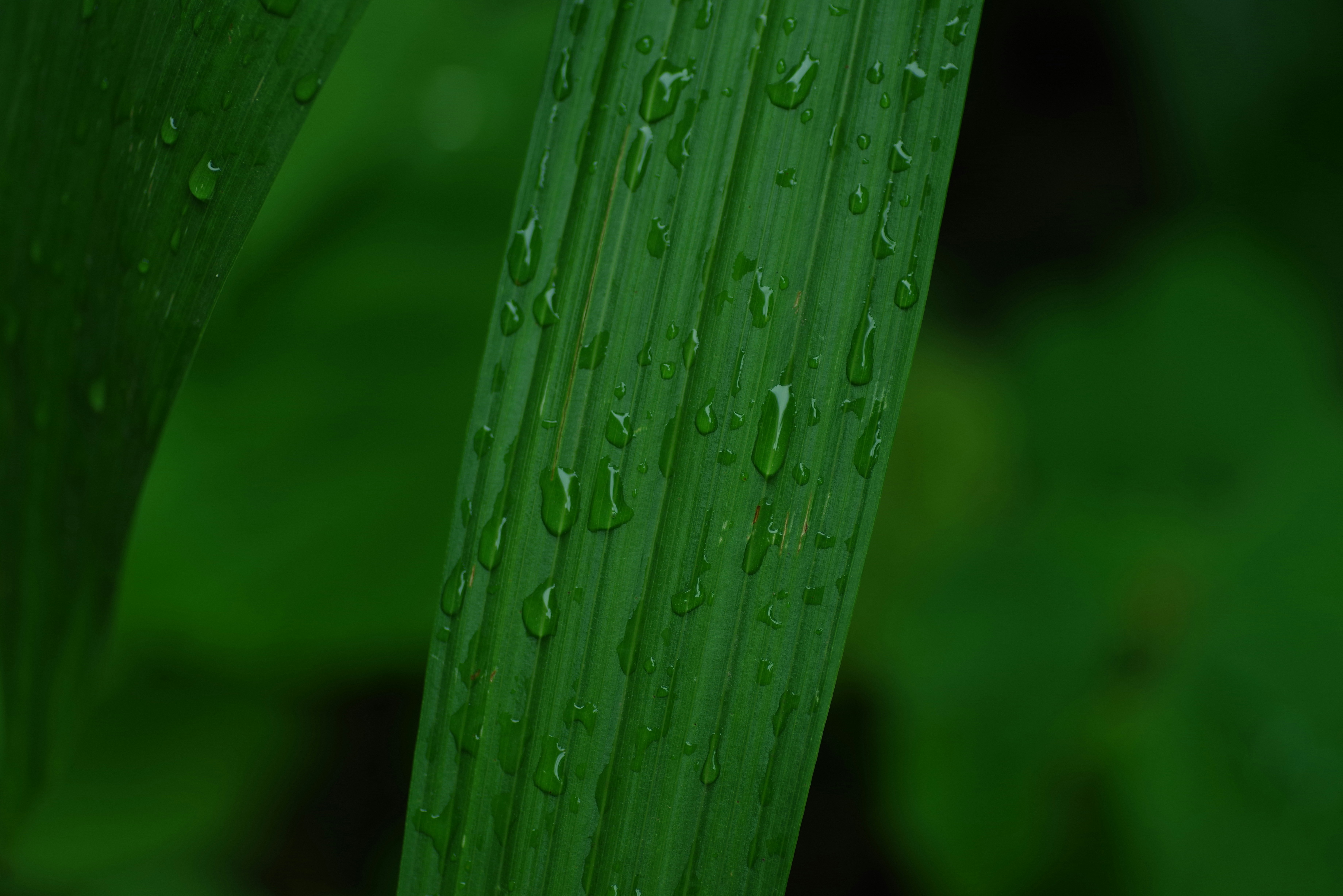 water droplets on green plant