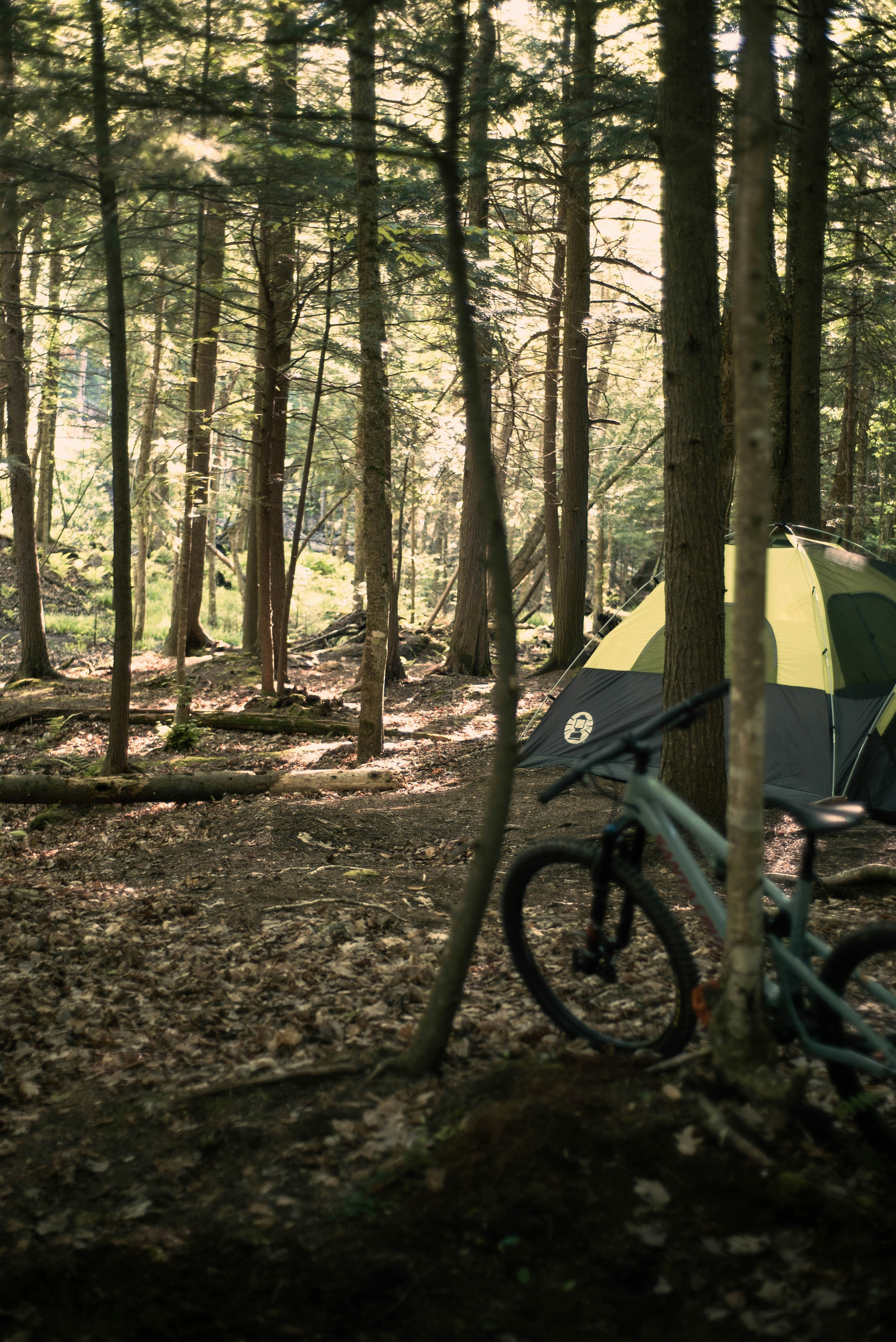 A vibrant green tent nestled among tall trees in a serene forest setting, with a bicycle resting nearby. Sunlight filters through the foliage, illuminating the forest floor.