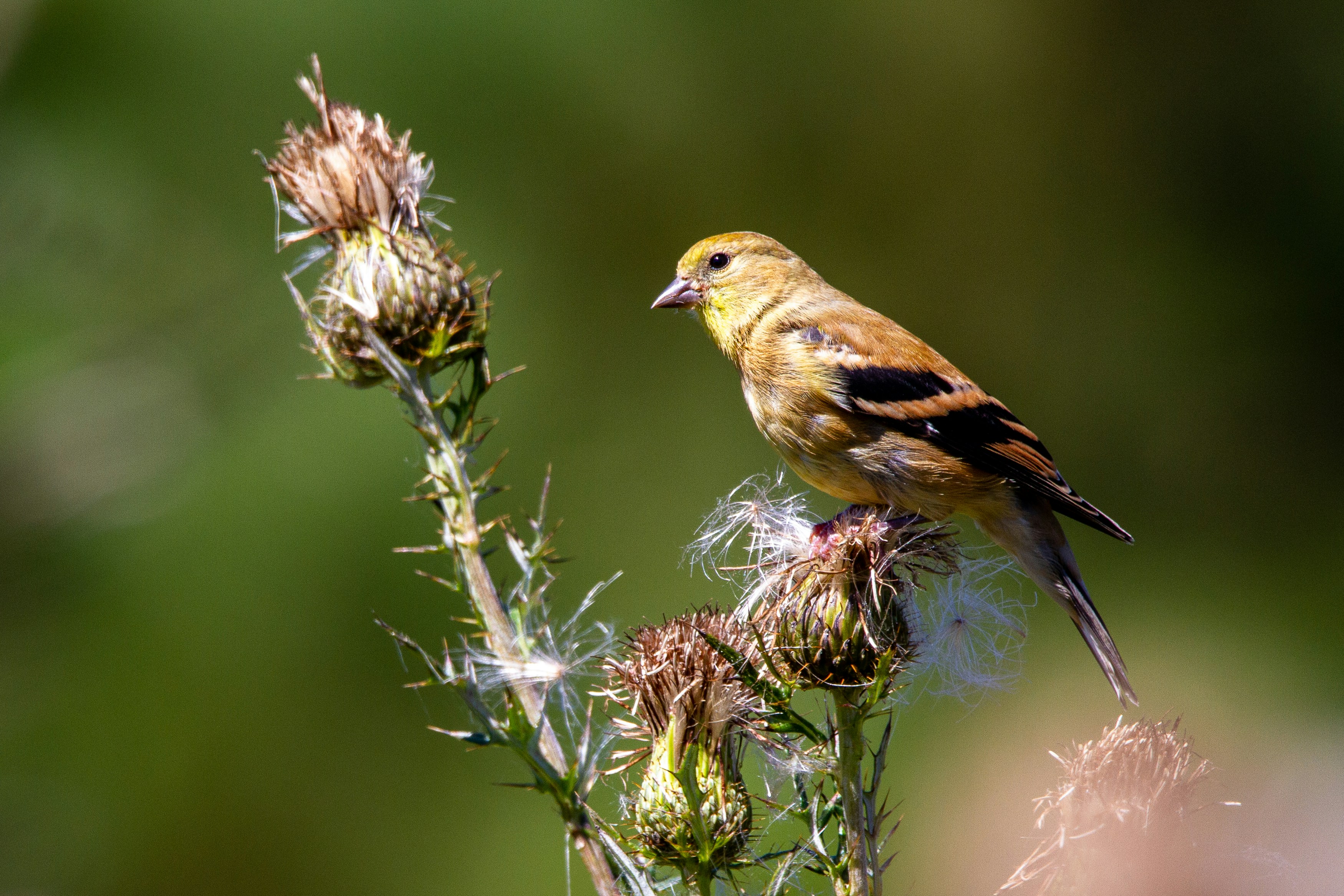 A golden finch perched on a thistle plant, surrounded by soft, blurred greenery. The scene captures the essence of a serene moment in nature.