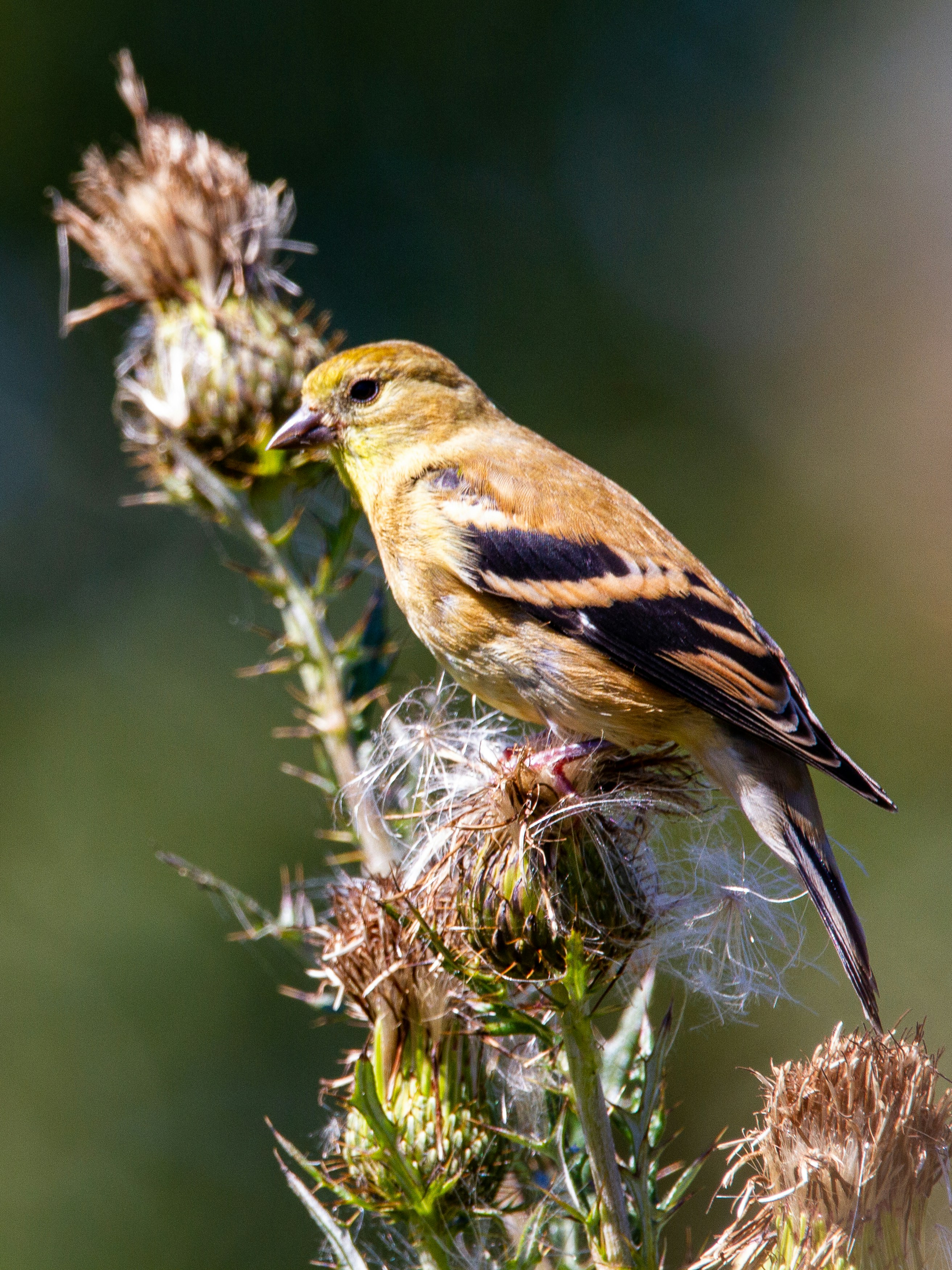 Goldfinch on a Sunlit Thistle, a Moment of Quiet Texture