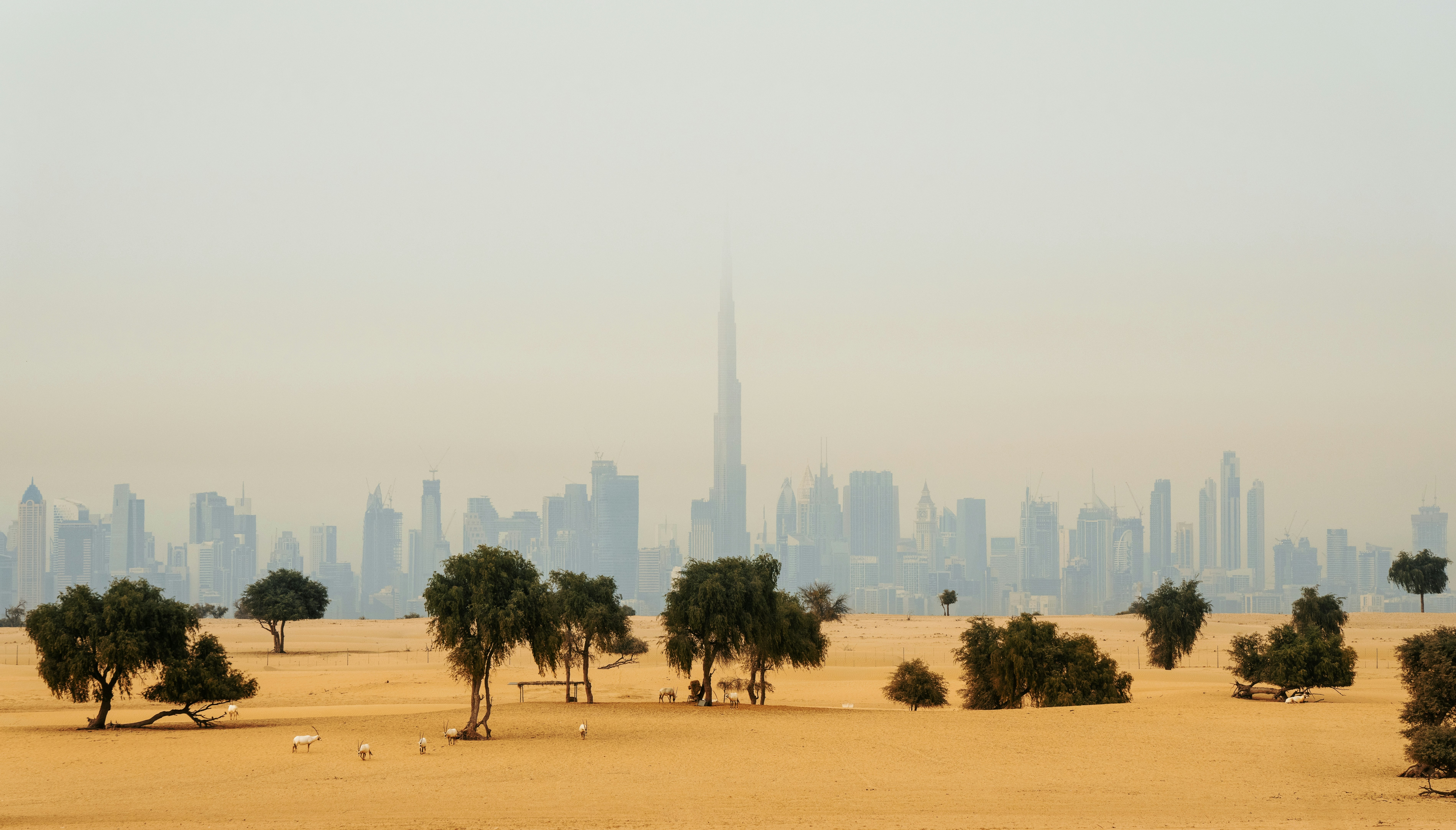 Dubai's skyline rises beyond a sandy desert landscape dotted with sparse trees and grazing sheep.