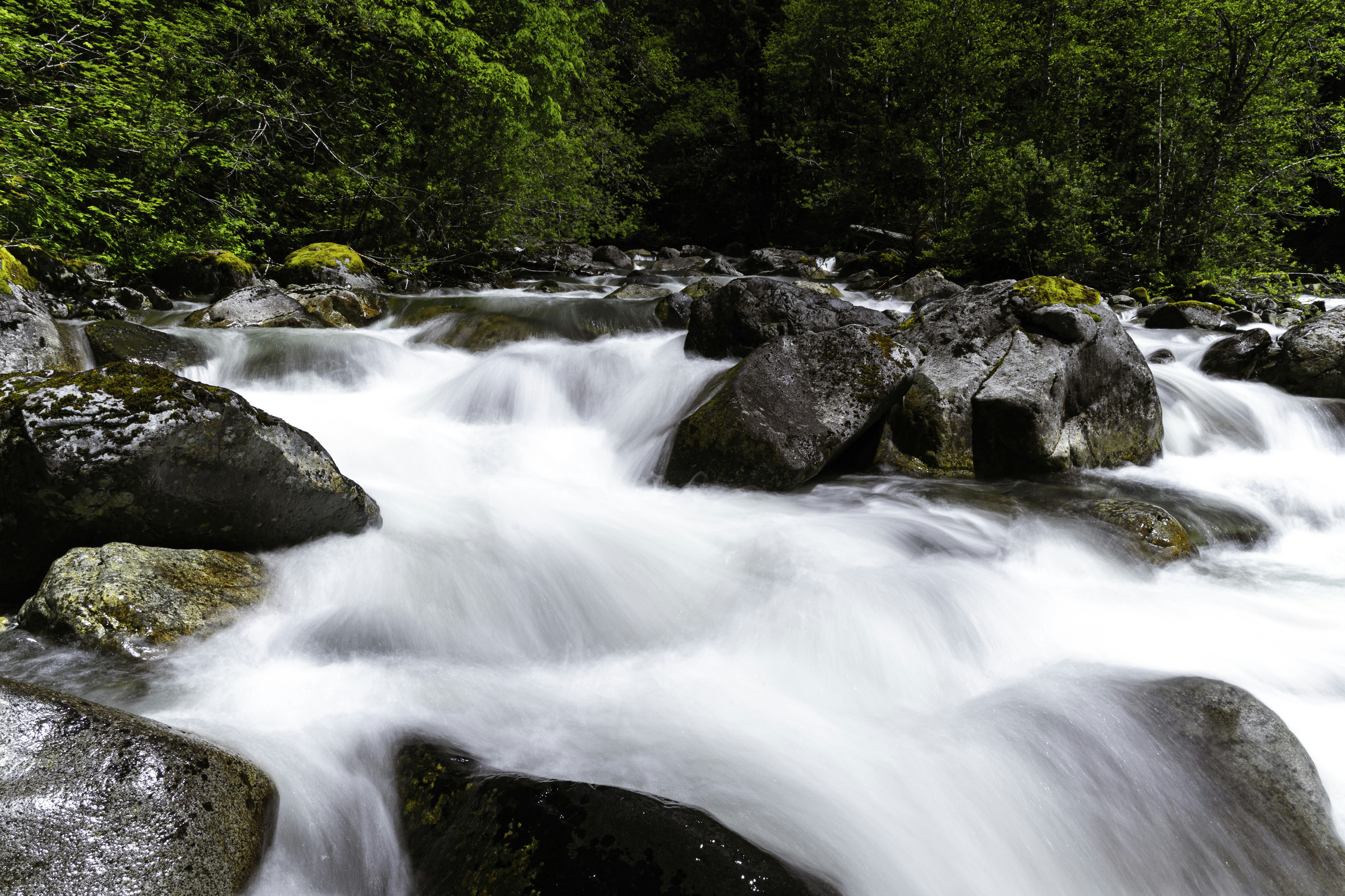 Smooth water flowing over rocks in a lush, green forest.