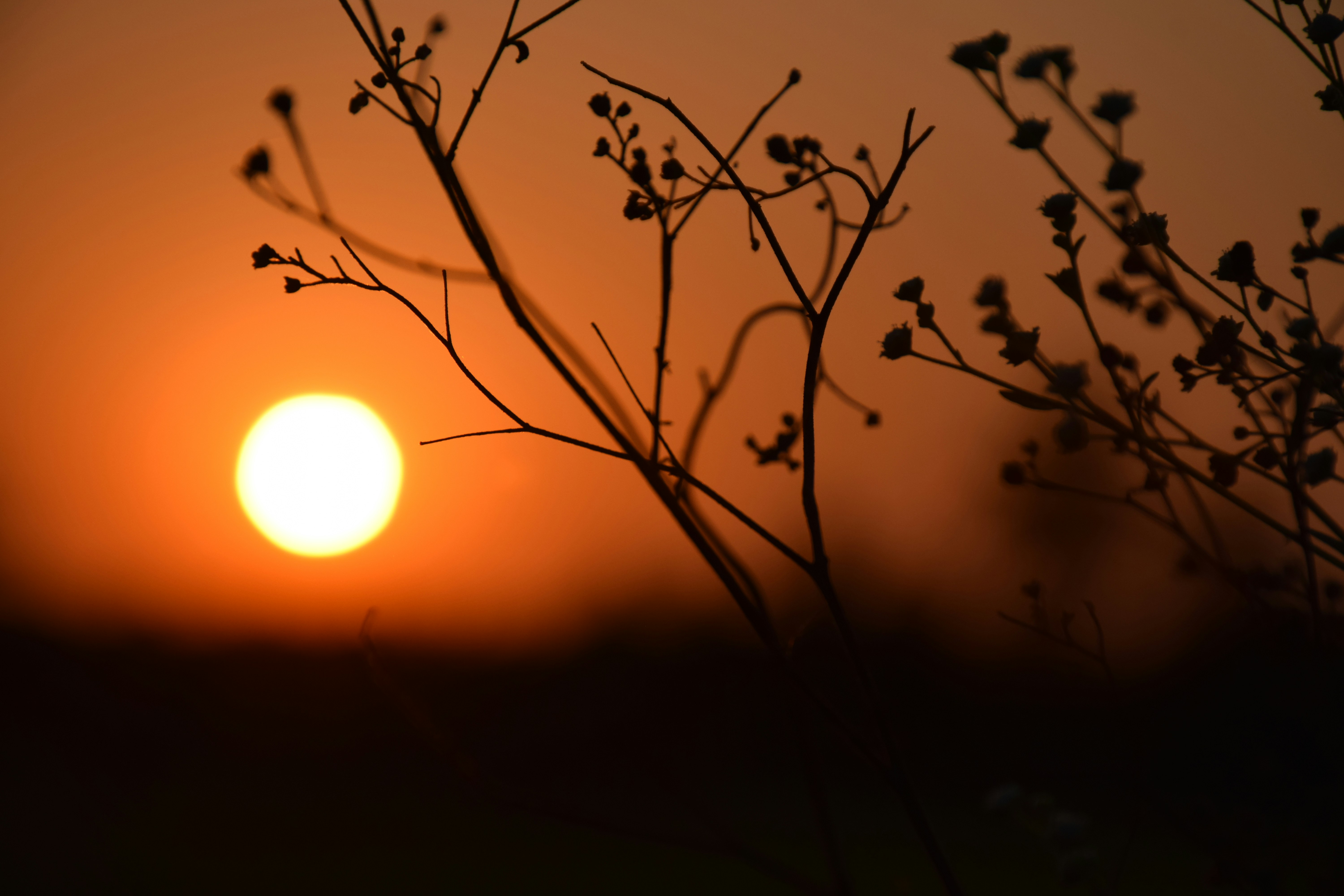 Silhouette of tree branch during sunset photo – Free Sun rise Image on ...
