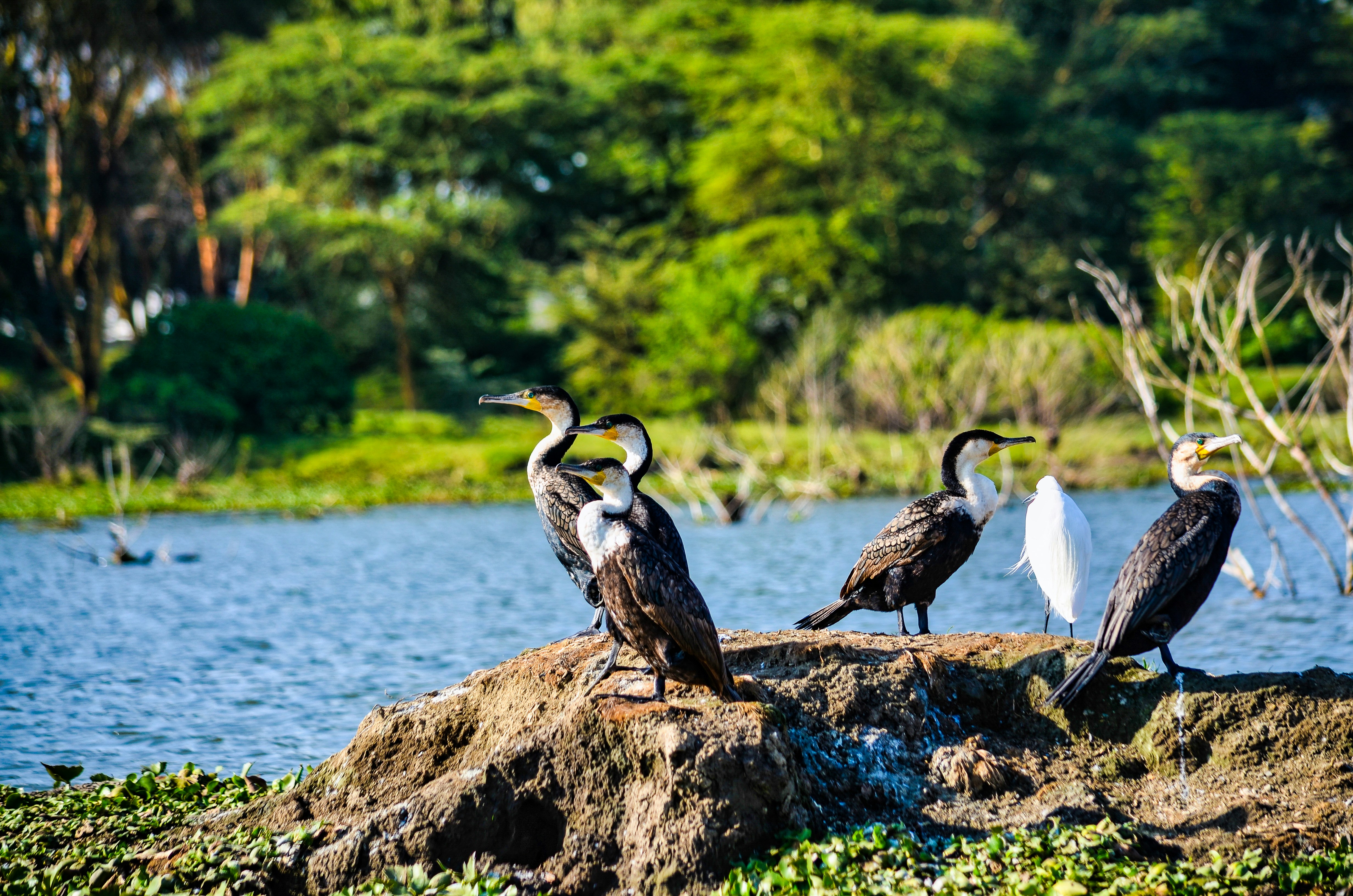 Outcrop Rendezvous: Cormorants and an Egret by the Lake