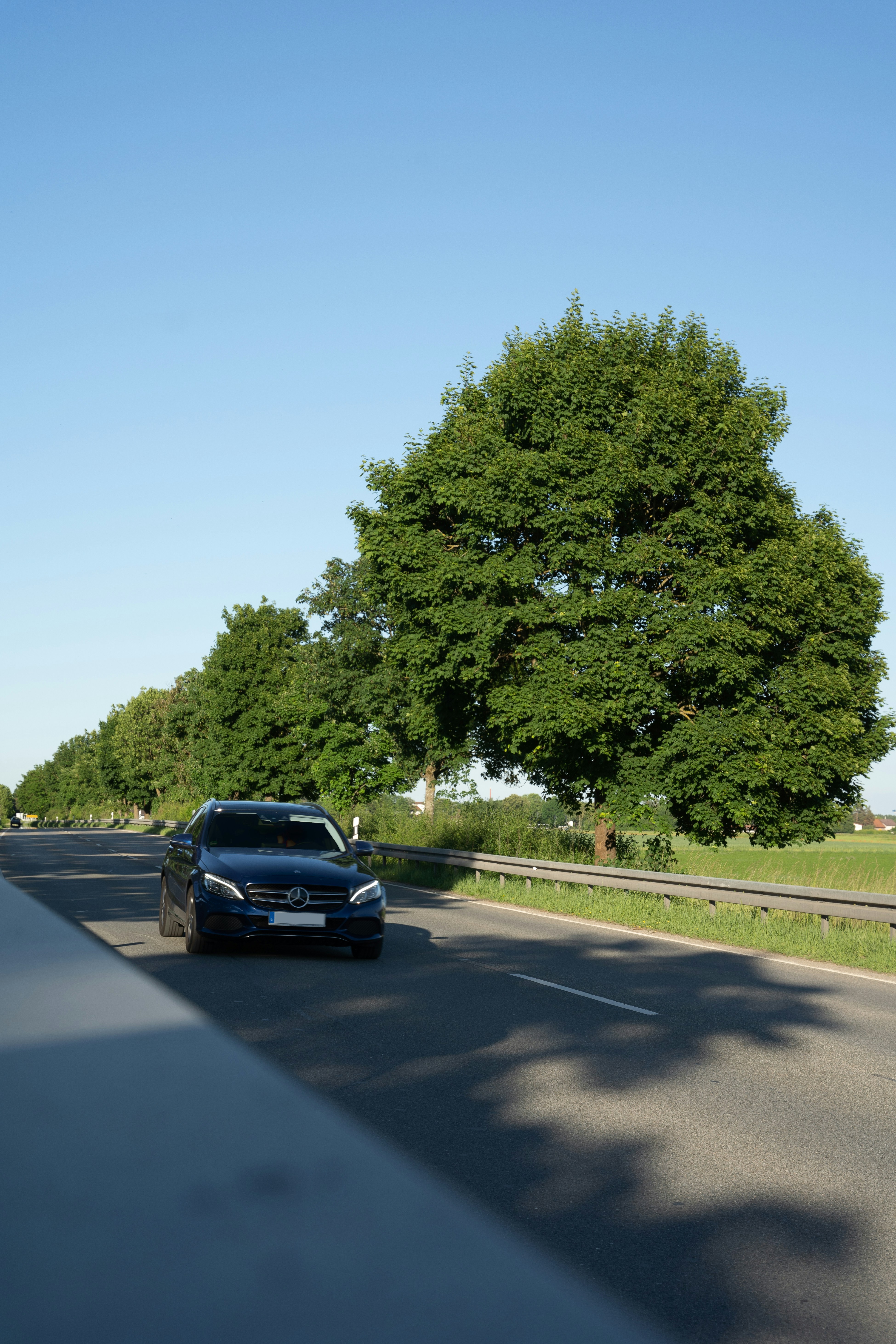 Merc on a Sunlit Highway Beneath a Guardian Tree