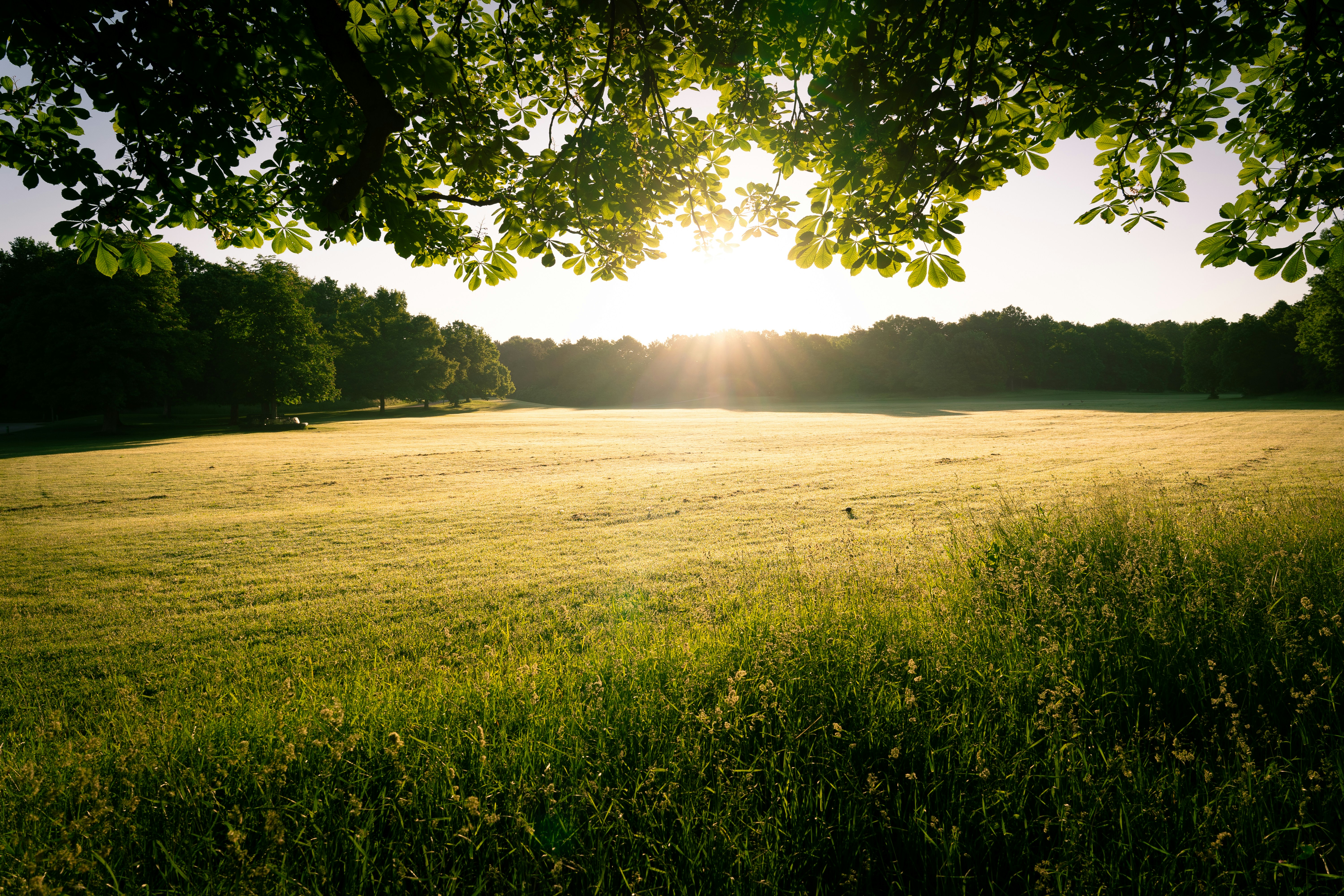 Sunlit grassy field bordered by lush trees under a clear sky.