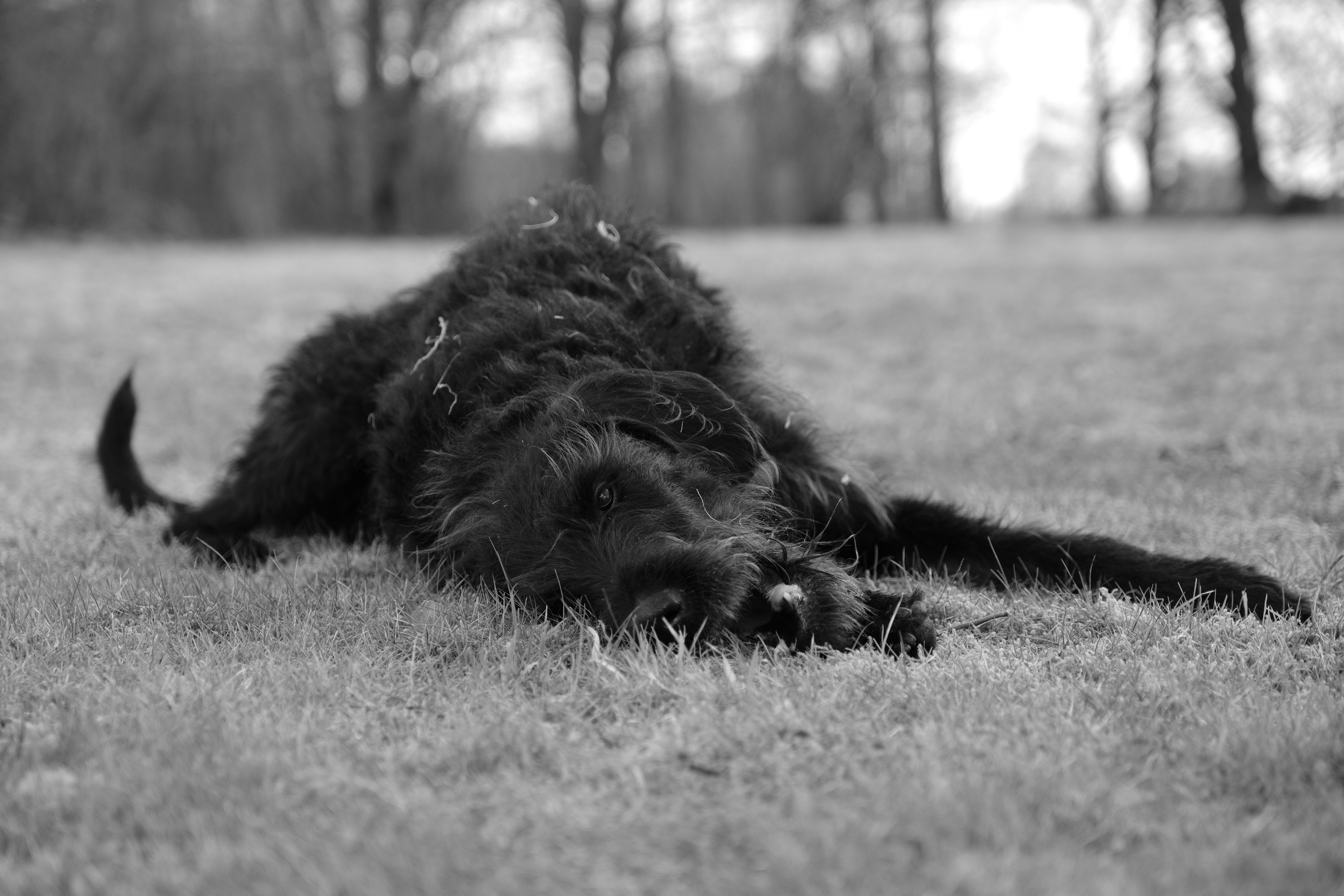 Monochrome Rest: A Scruffy Dog Reposing on Grass