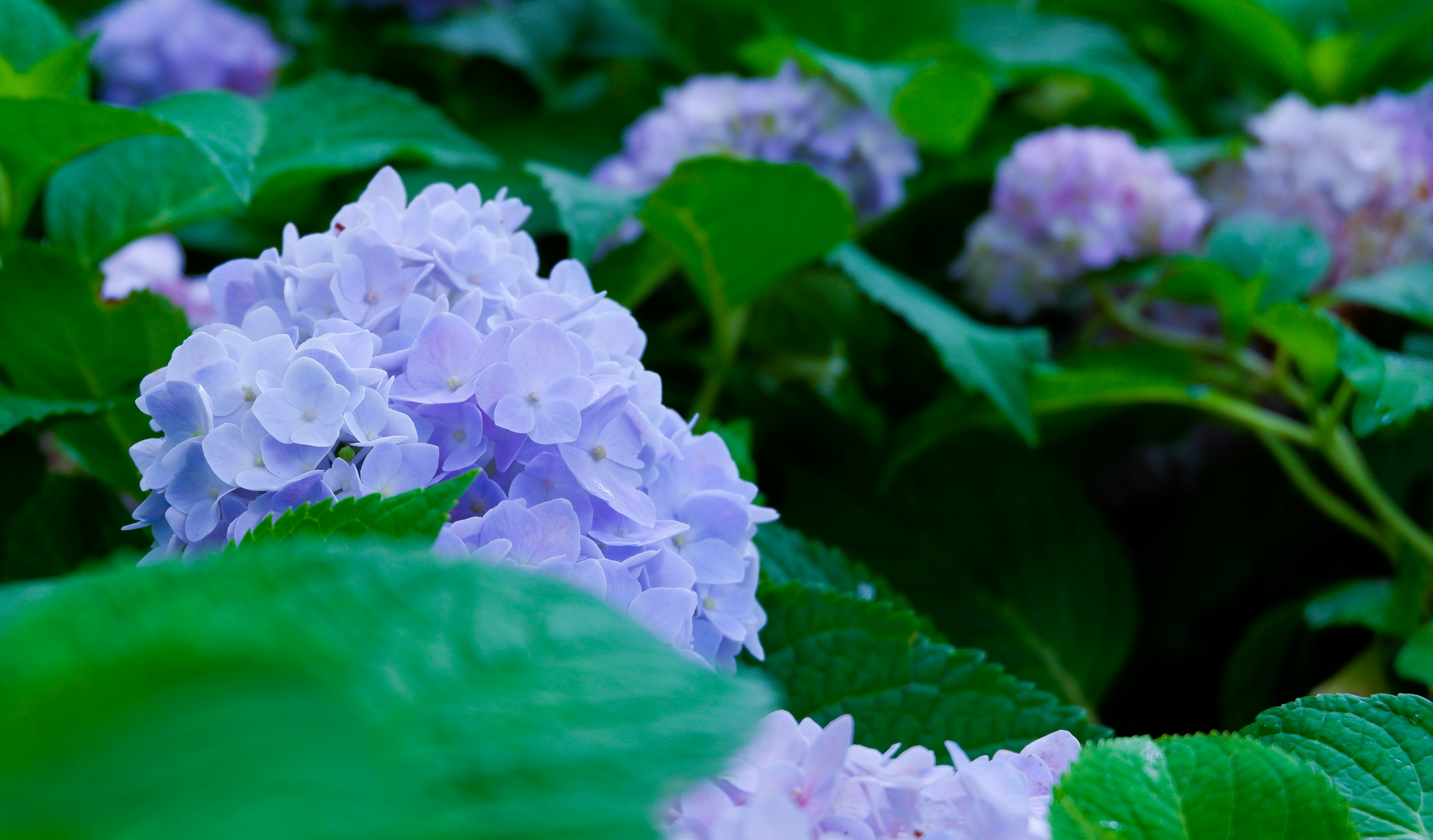 Whispers of Lavender Blooms