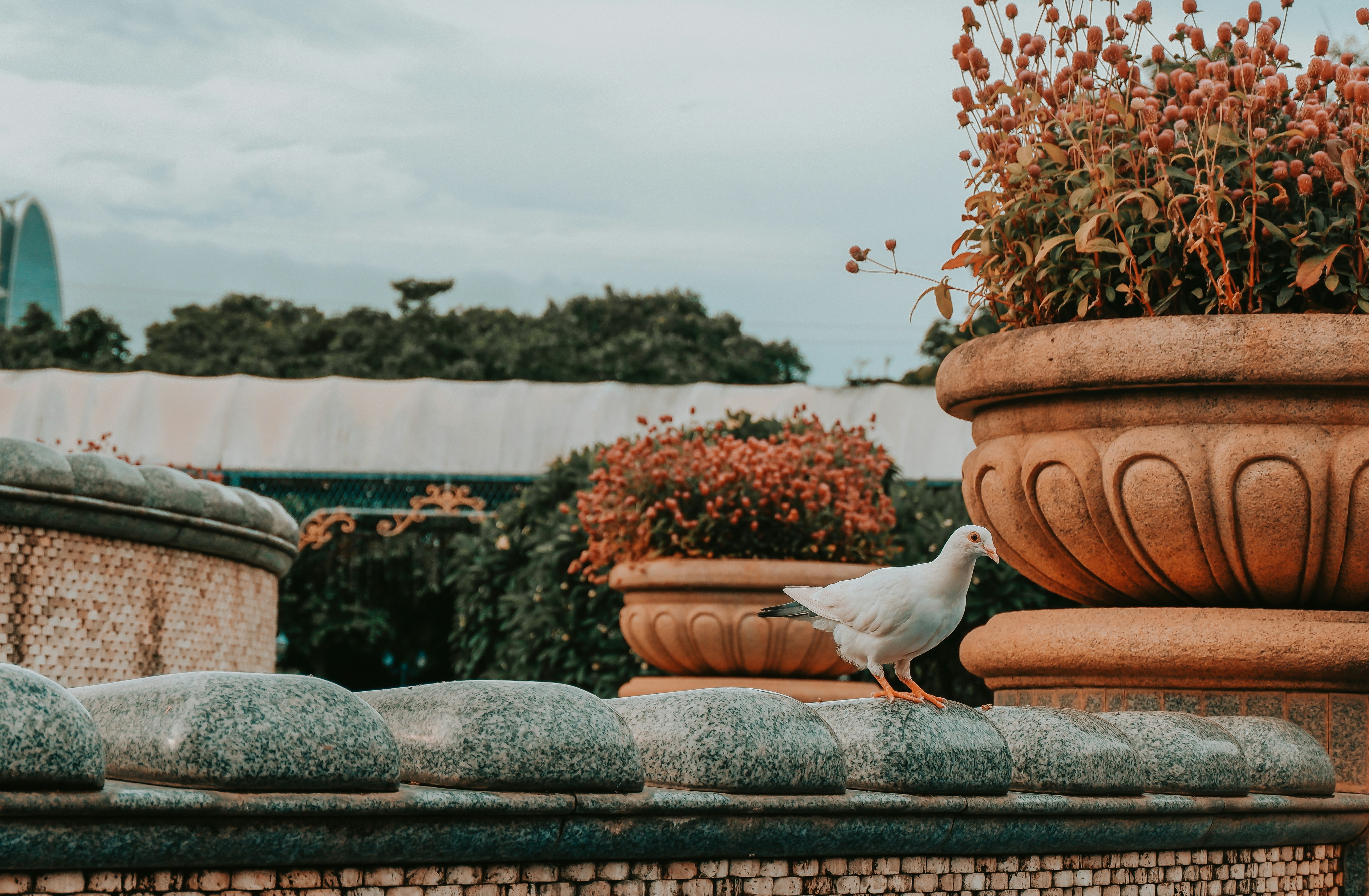 Pigeon Pause on a Terracotta Terrace