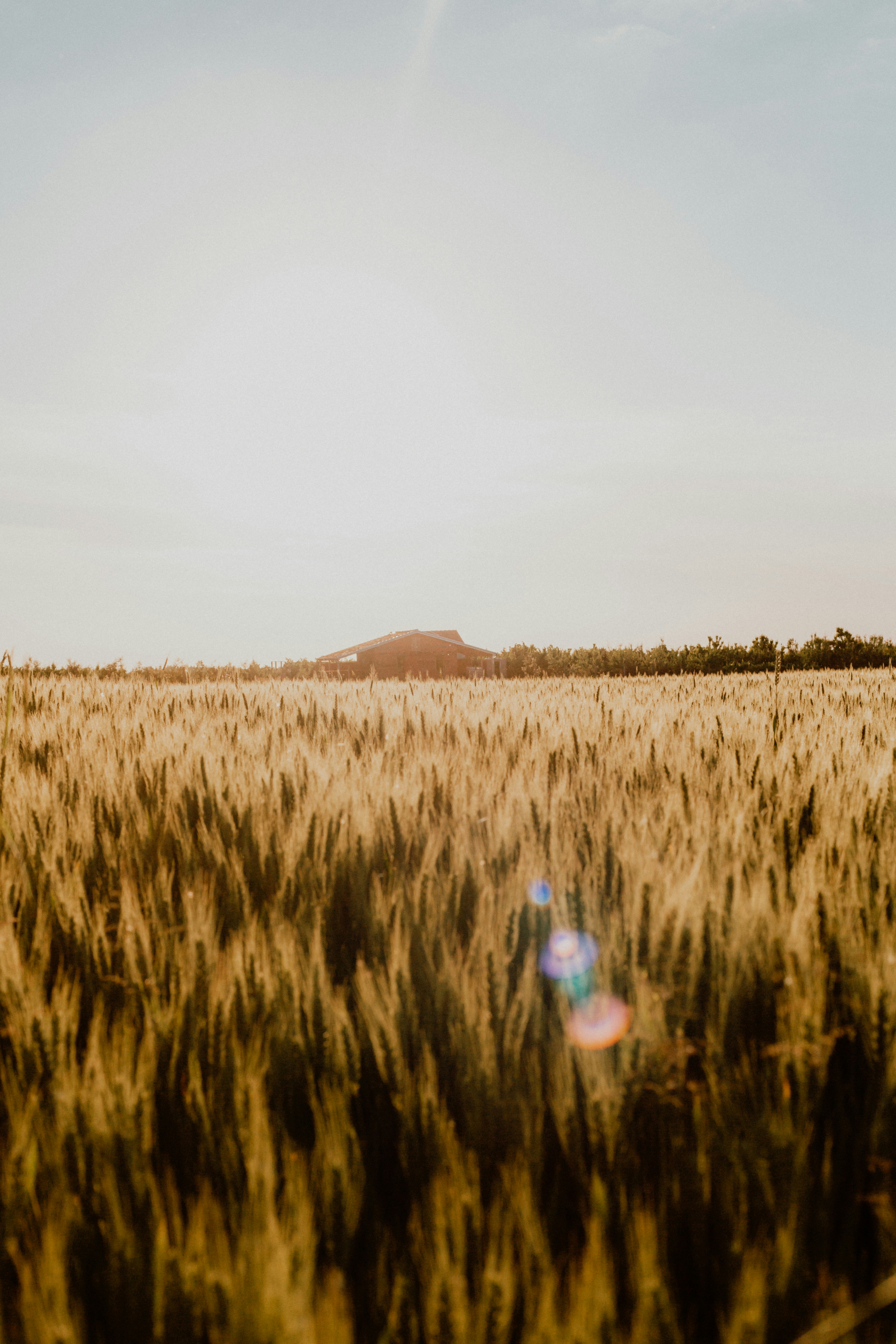Brown grass field under white sky during daytime photo – Free Field ...