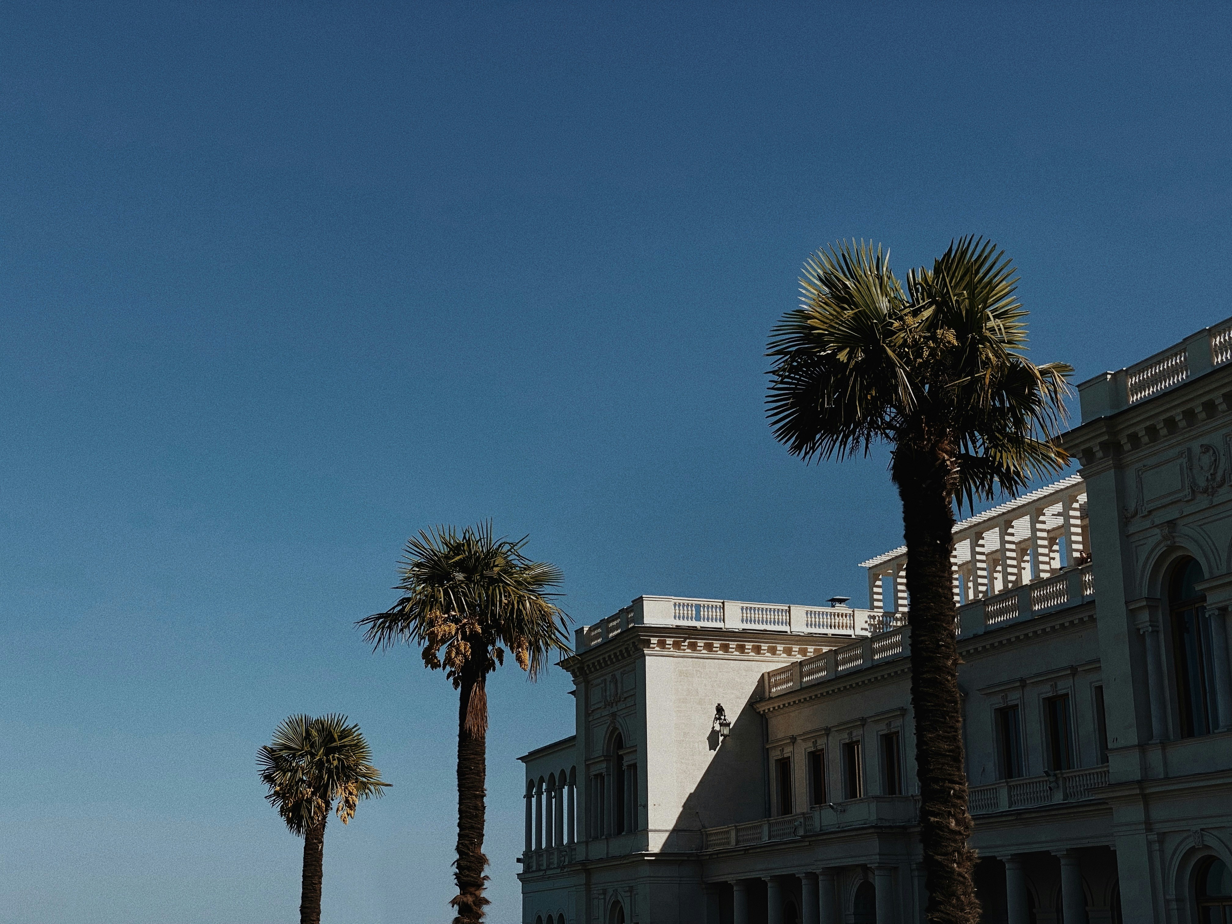 green palm tree near white concrete building during daytime