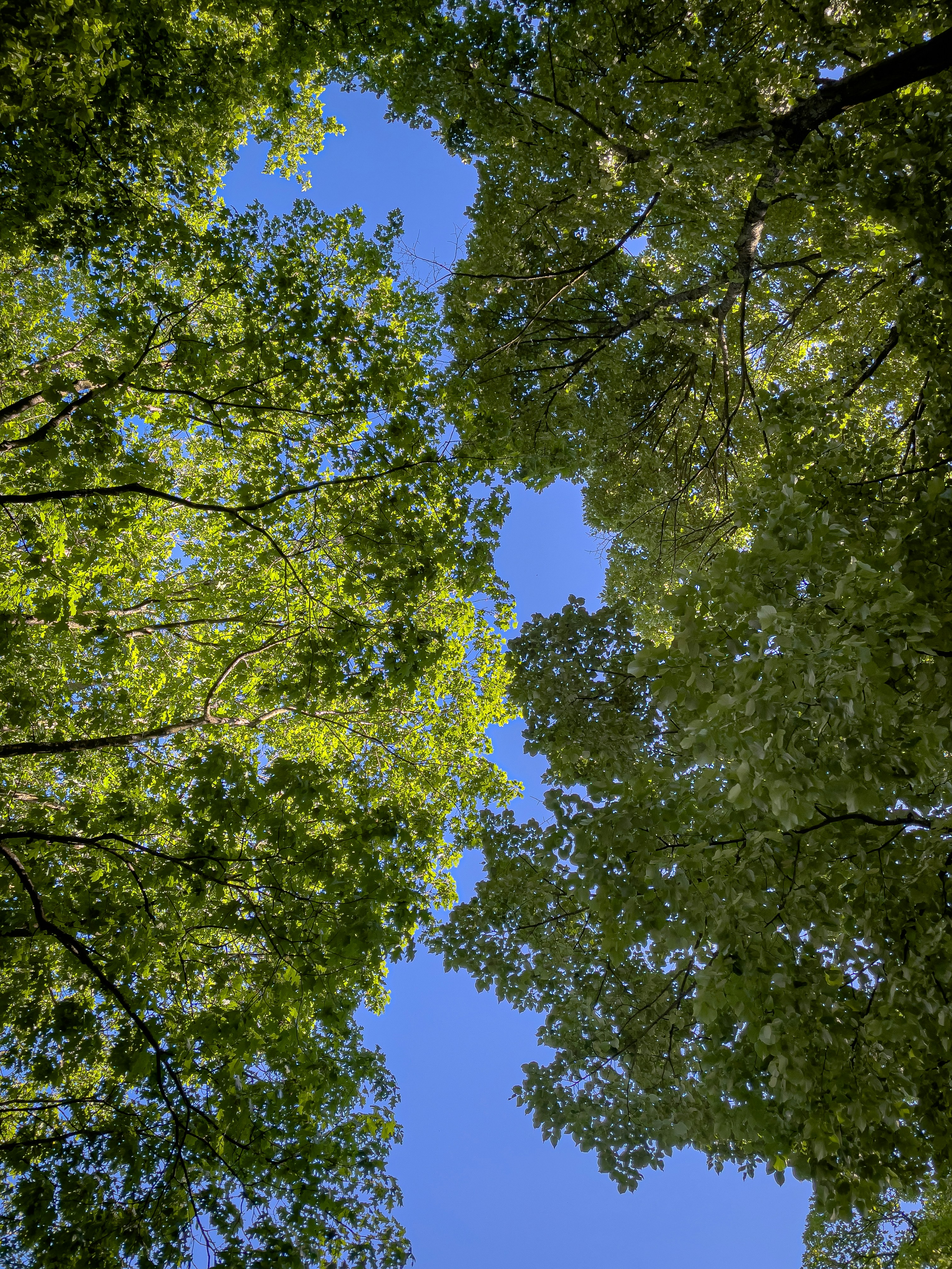 Lush green tree canopy framing a clear blue sky from below.