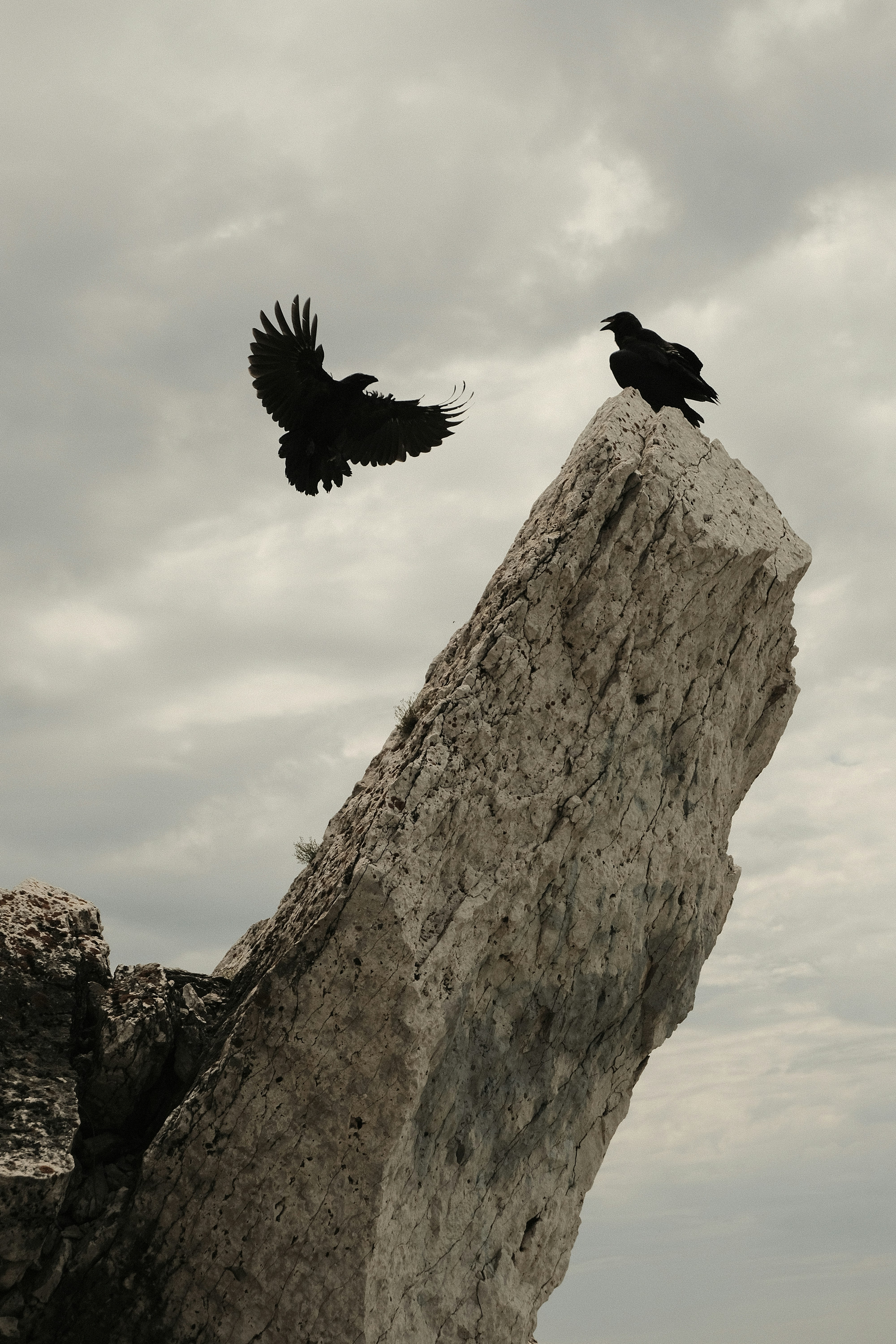 A Dance of Shadows: The Ravens' Perch