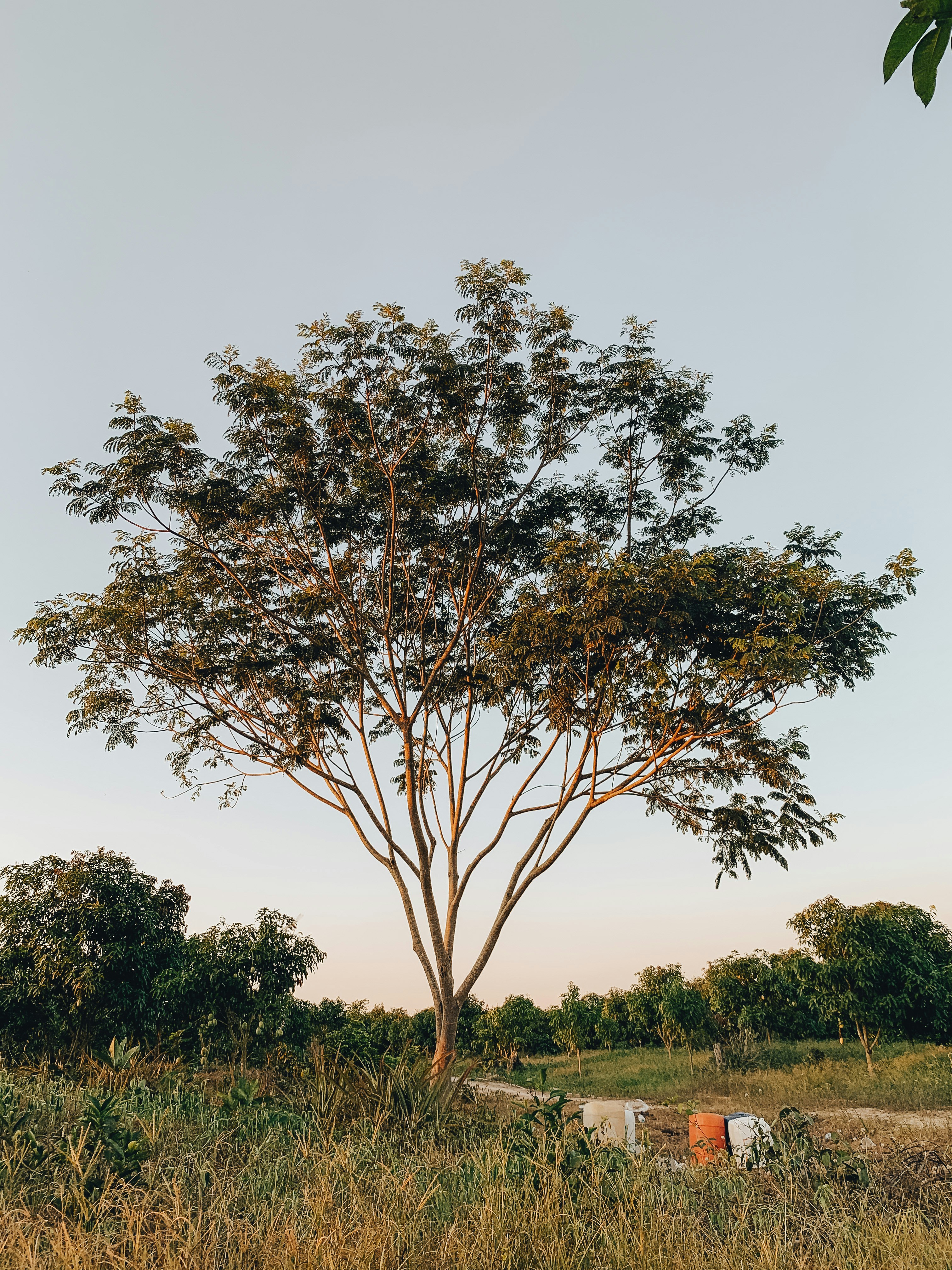Green tree on green grass field during daytime photo – Free Single tree ...