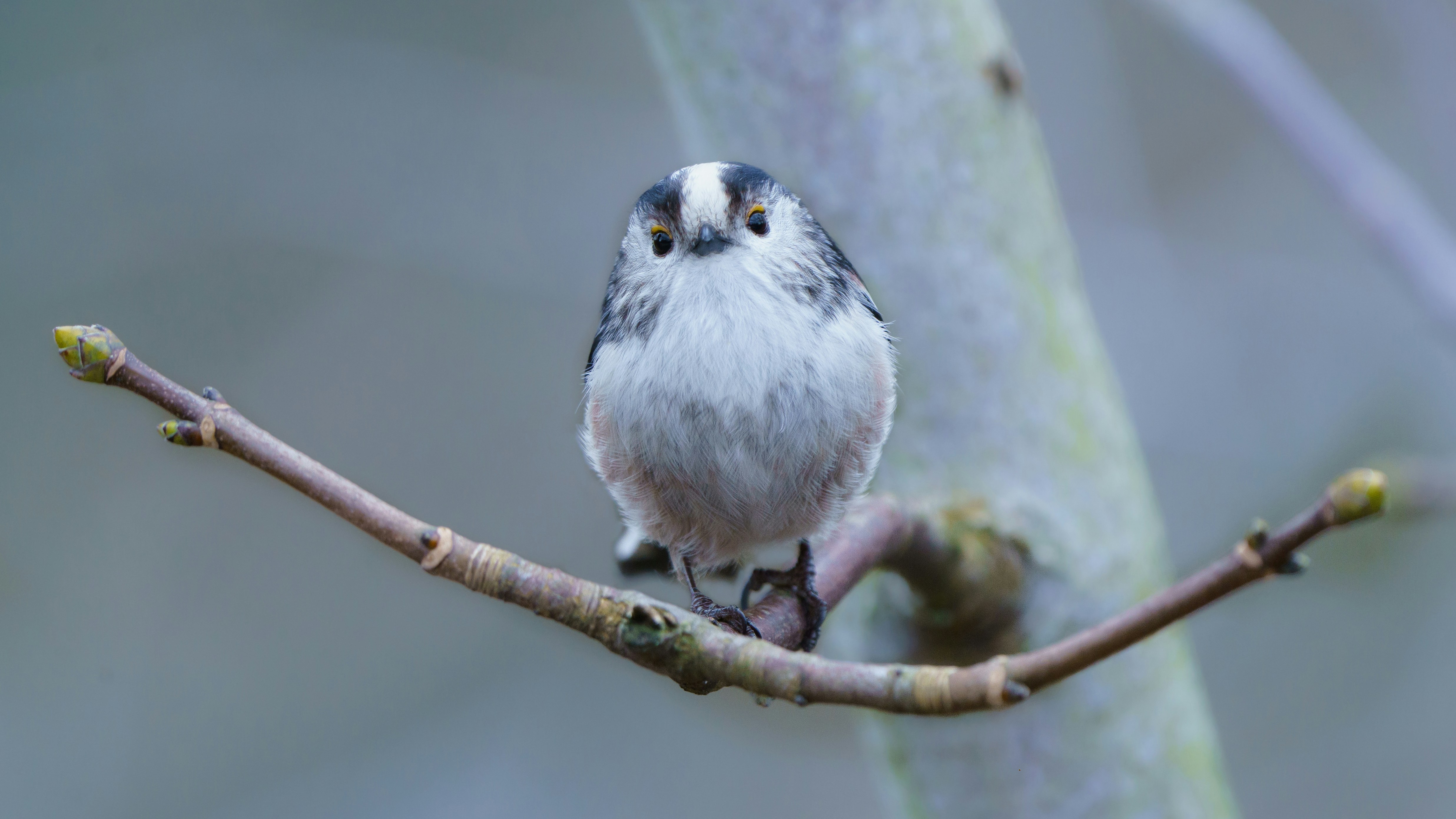 A long-tailed Tit looking into camera whilst perched on a branch