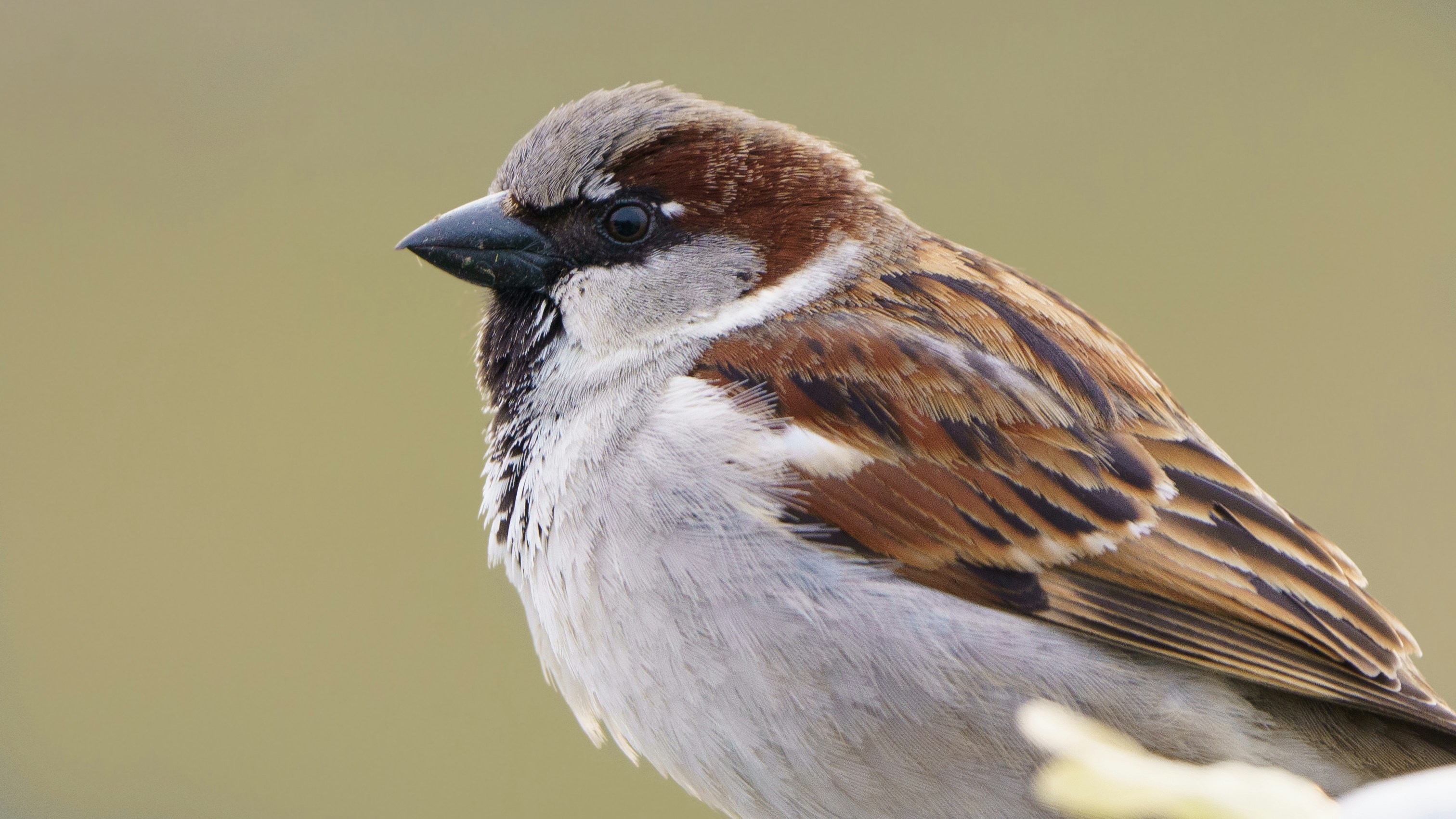 Close-up of a sparrow showcasing its intricate feather patterns and sharp gaze against a muted background.