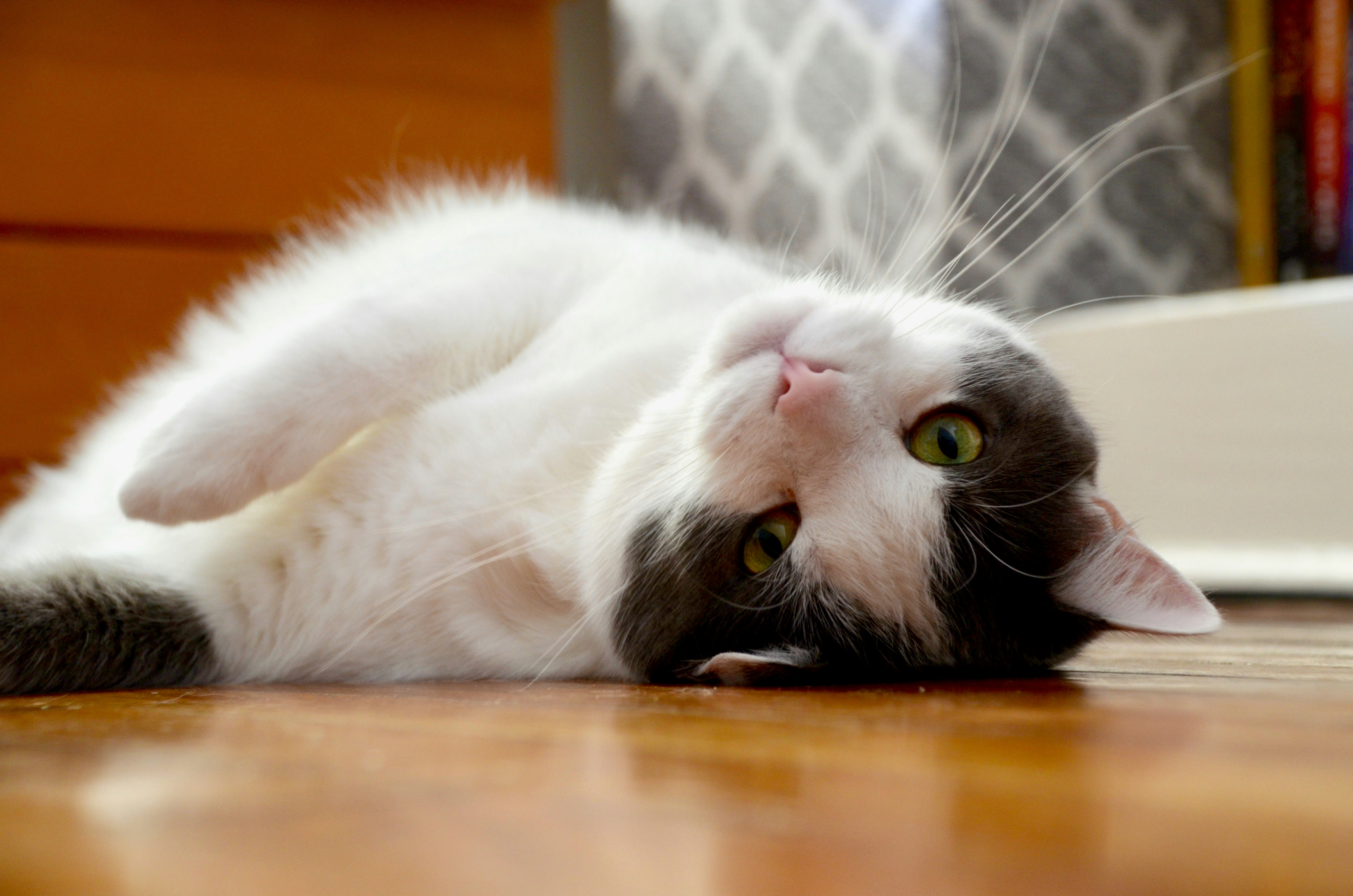 A playful cat lounging on a wooden floor, showcasing its unique fur pattern and expressive gaze. The soft sunlight enhances the cozy atmosphere.