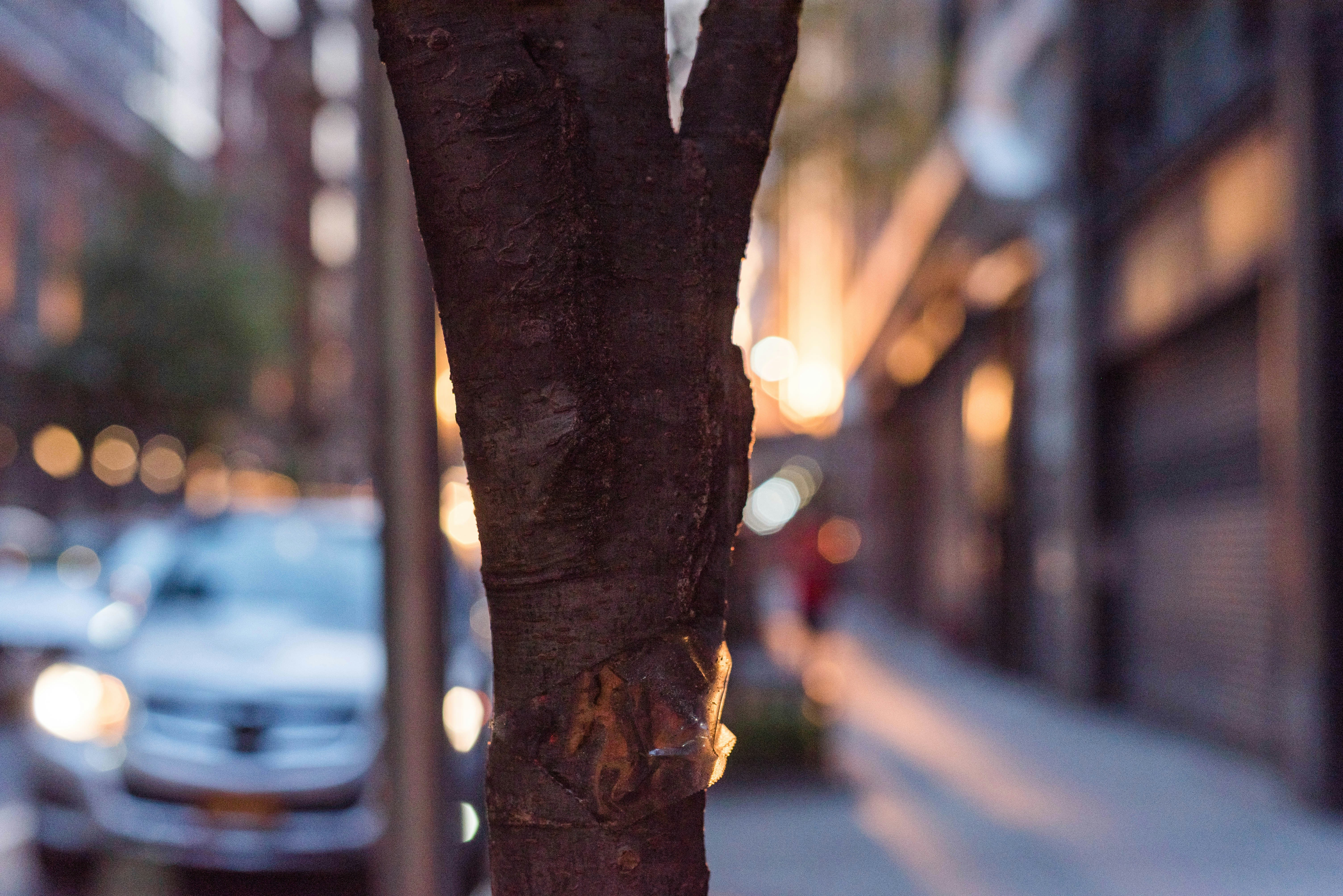 brown tree trunk in tilt shift lens