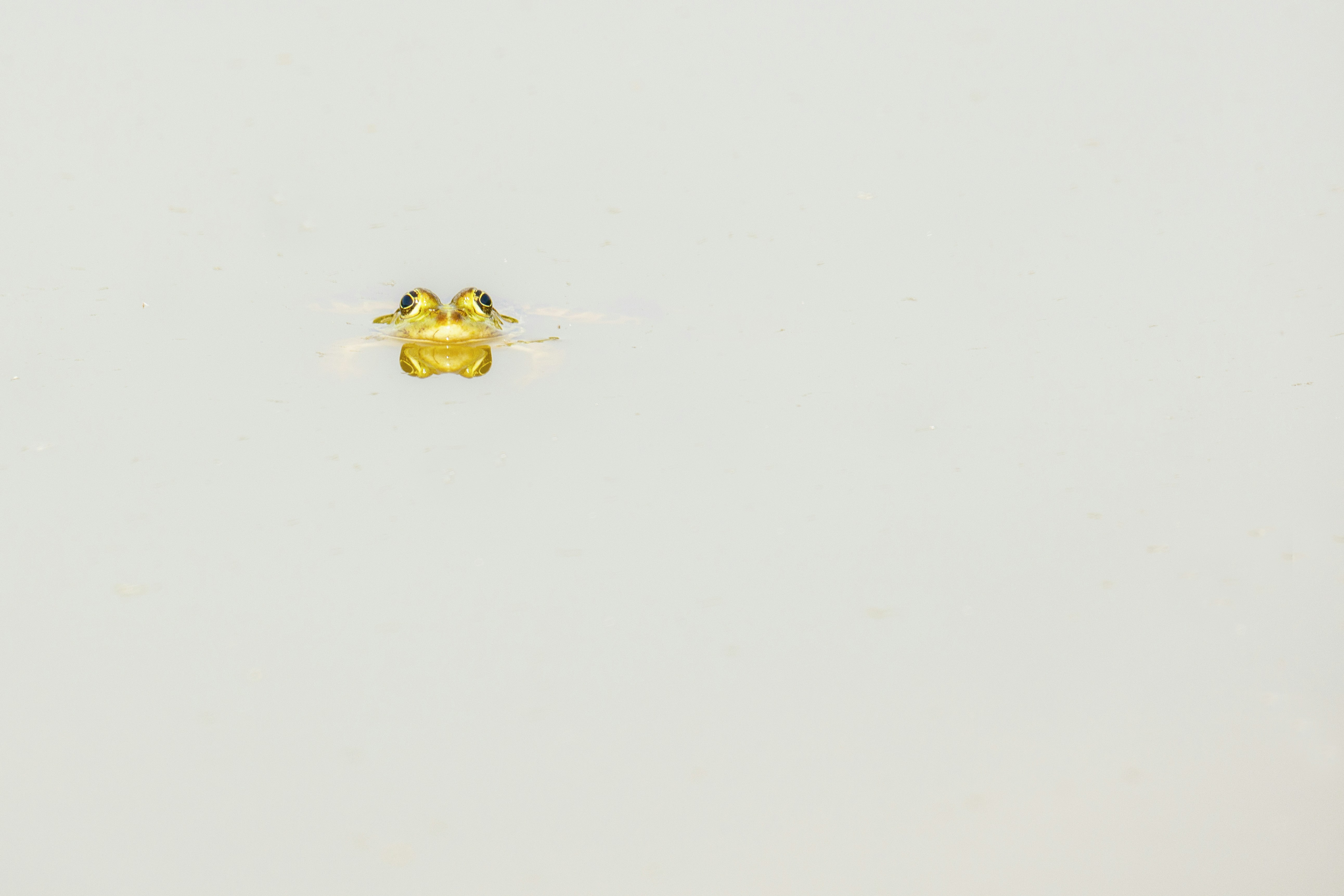 minimalist-high key frog | yellow and black bee on white surface