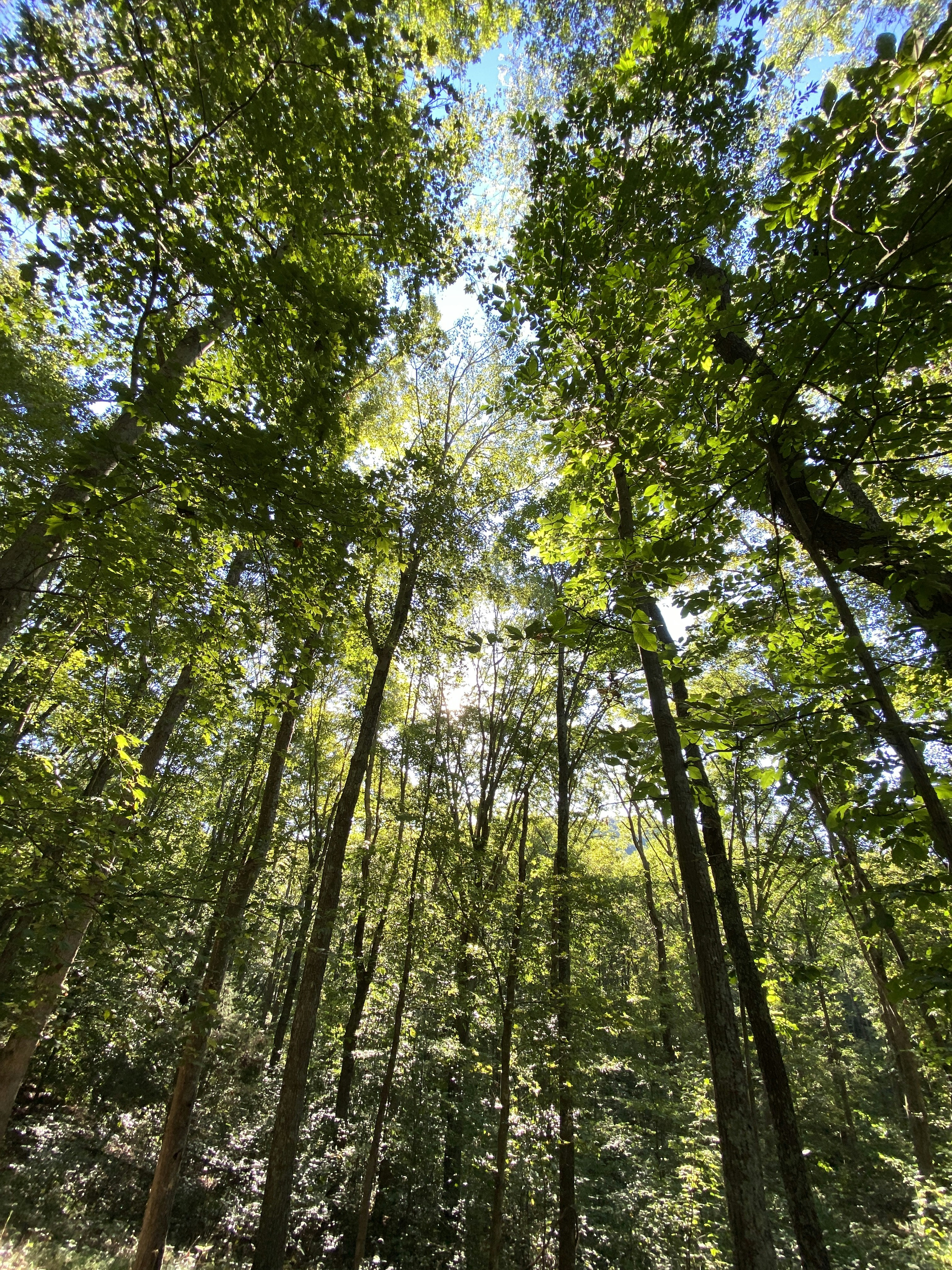 Worms eye view of green trees during daytime photo – Free United states ...
