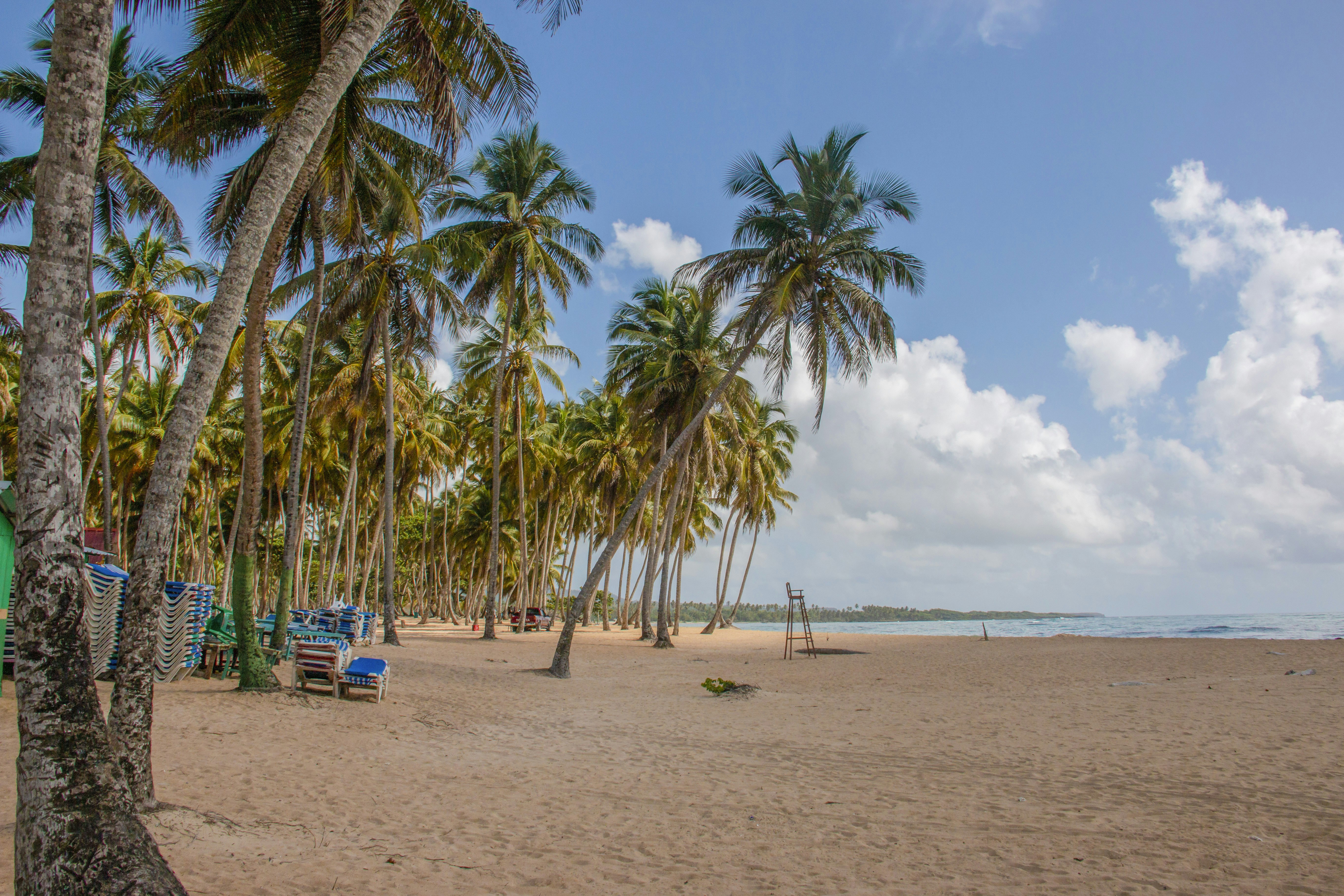 Palm trees line a sandy beach under a bright blue sky dotted with clouds.