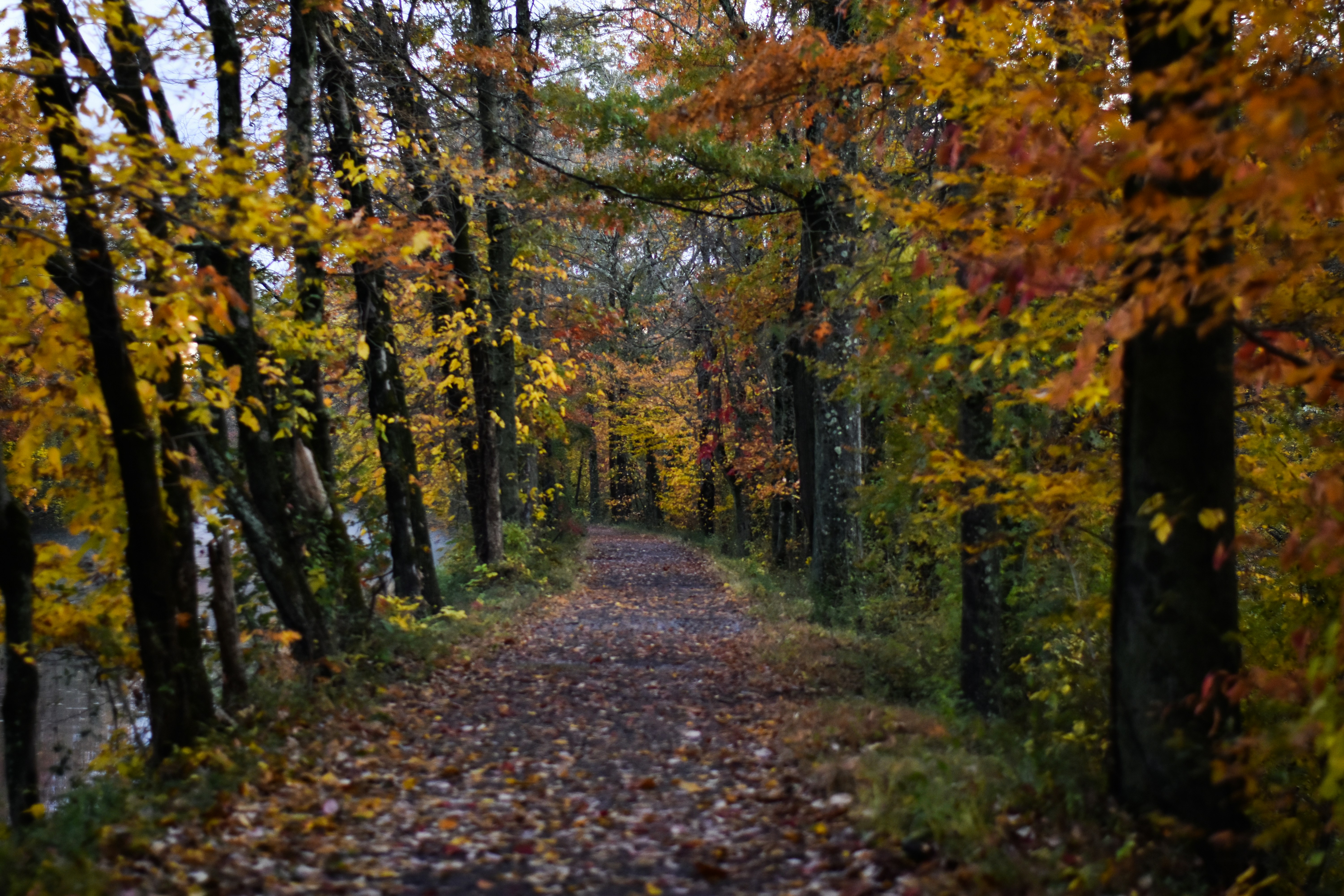 Winding pathway flanked by vibrant autumn trees, showcasing a rich tapestry of orange and yellow leaves. The scene invites exploration amid the tranquil woods.