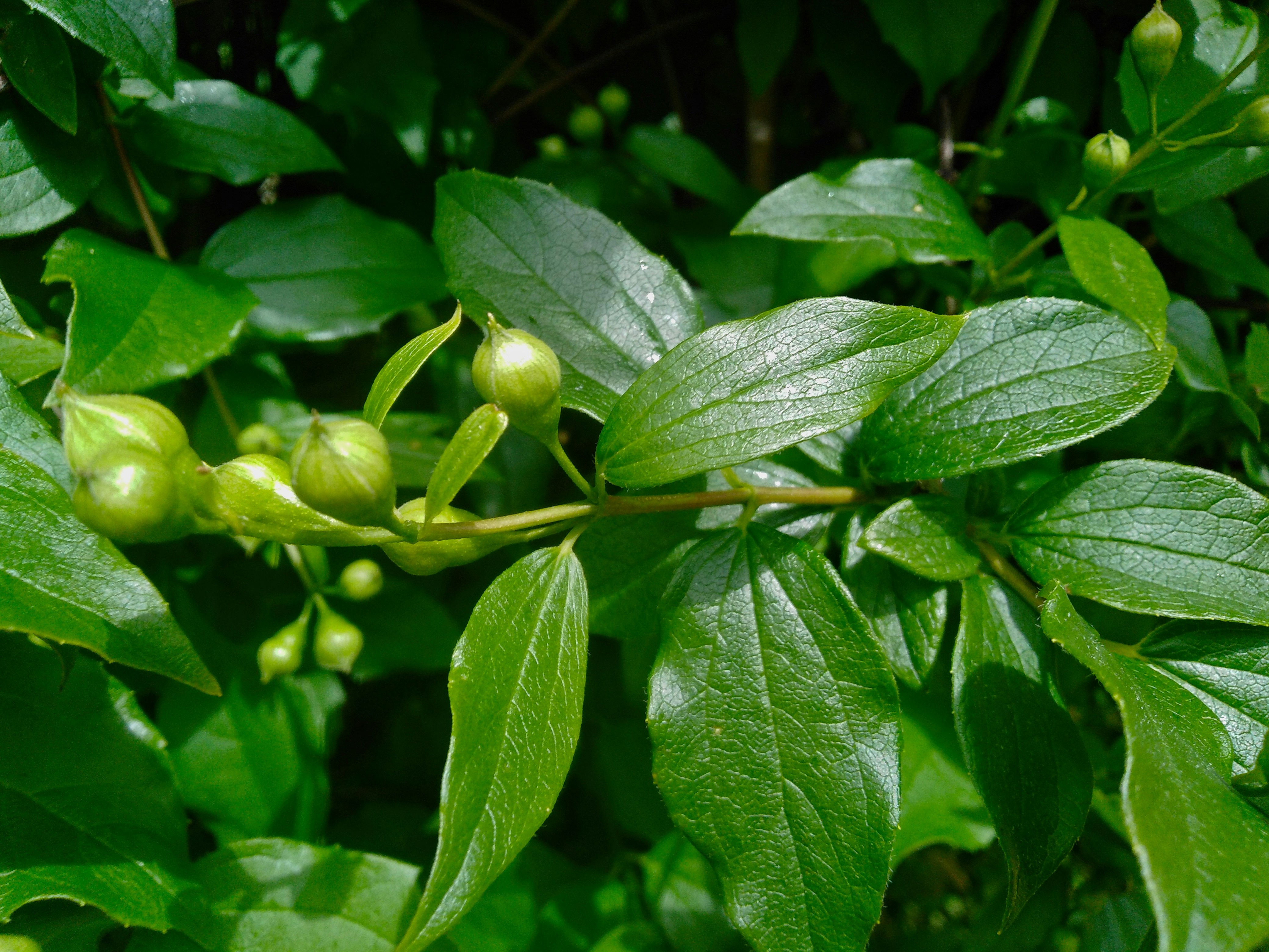 Close-up photograph of glossy green leaves and unopened buds along a slender stem in bright daylight.