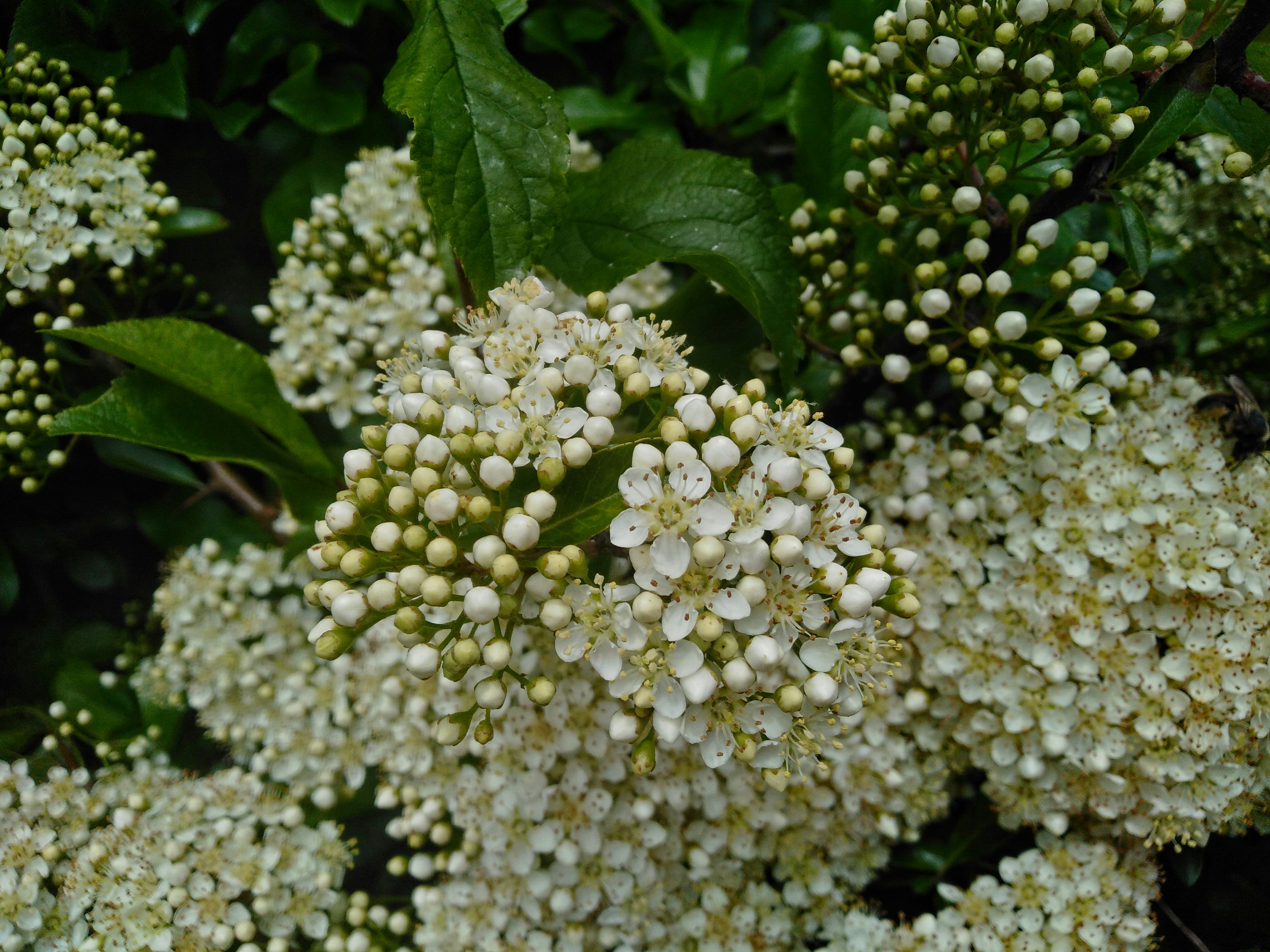 Clusters of delicate white flowers with green leaves, showcasing the beauty of nature's bloom.