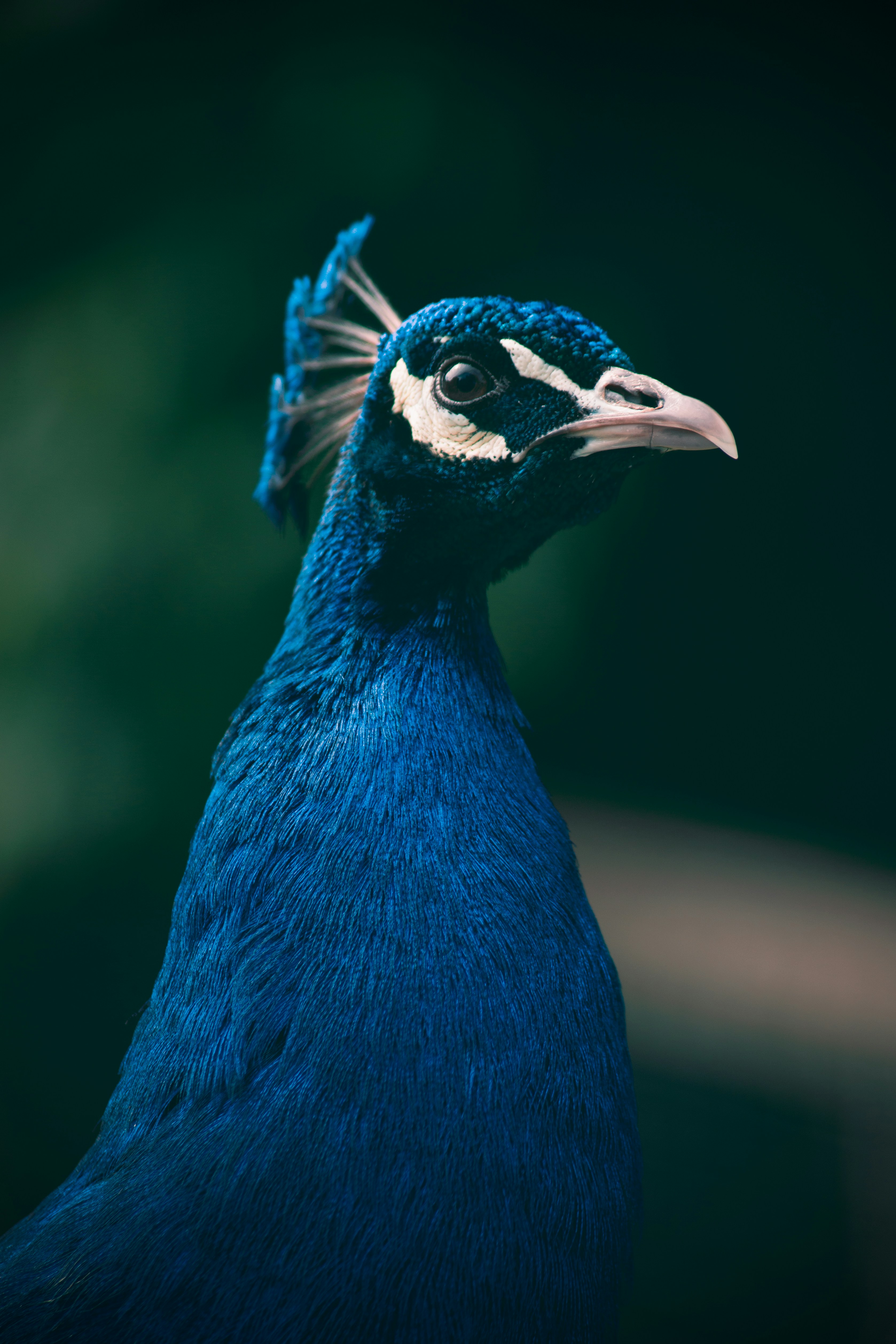 blue peacock in close up photography